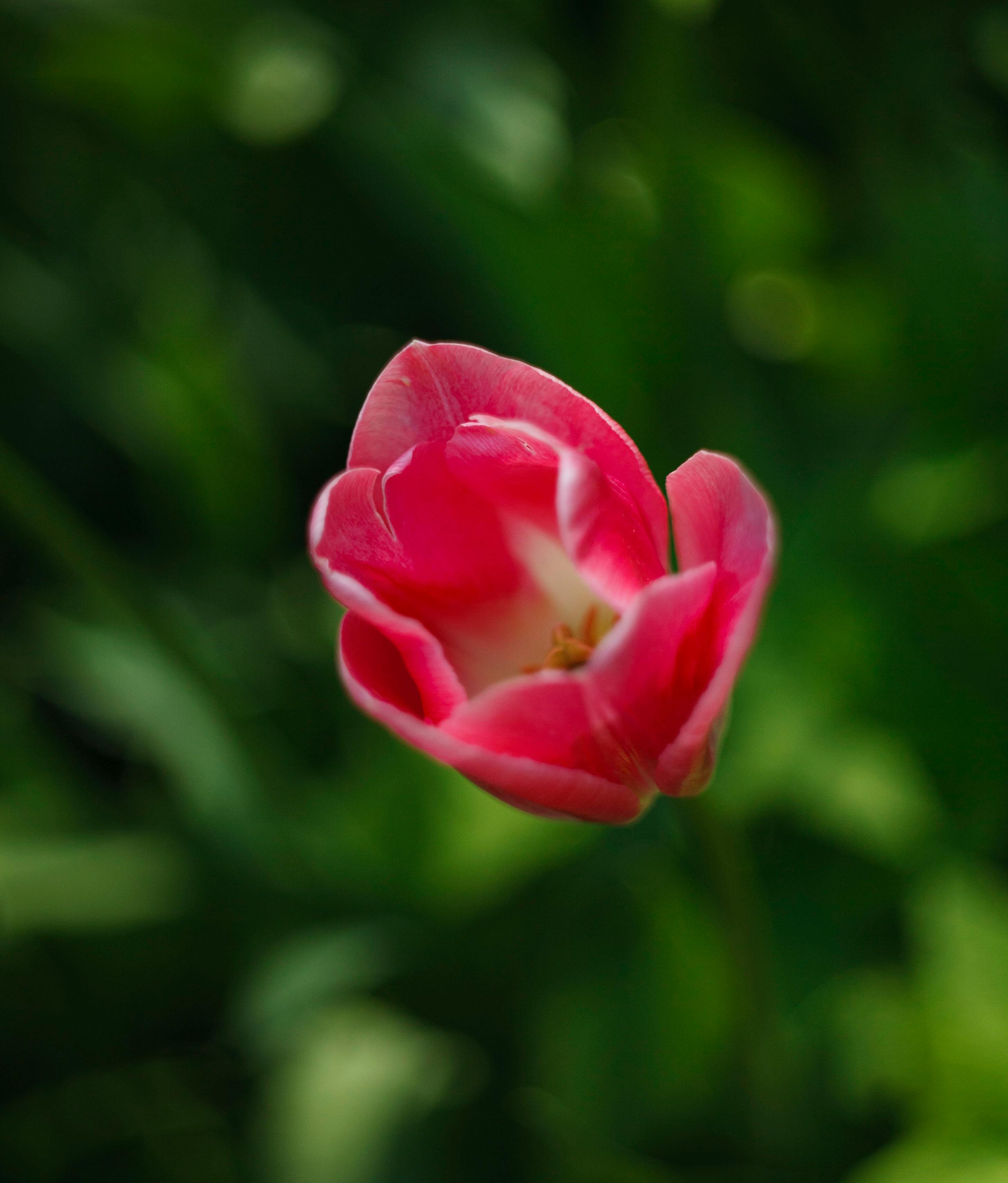 A Tulip in Bloom · Free Stock Photo
