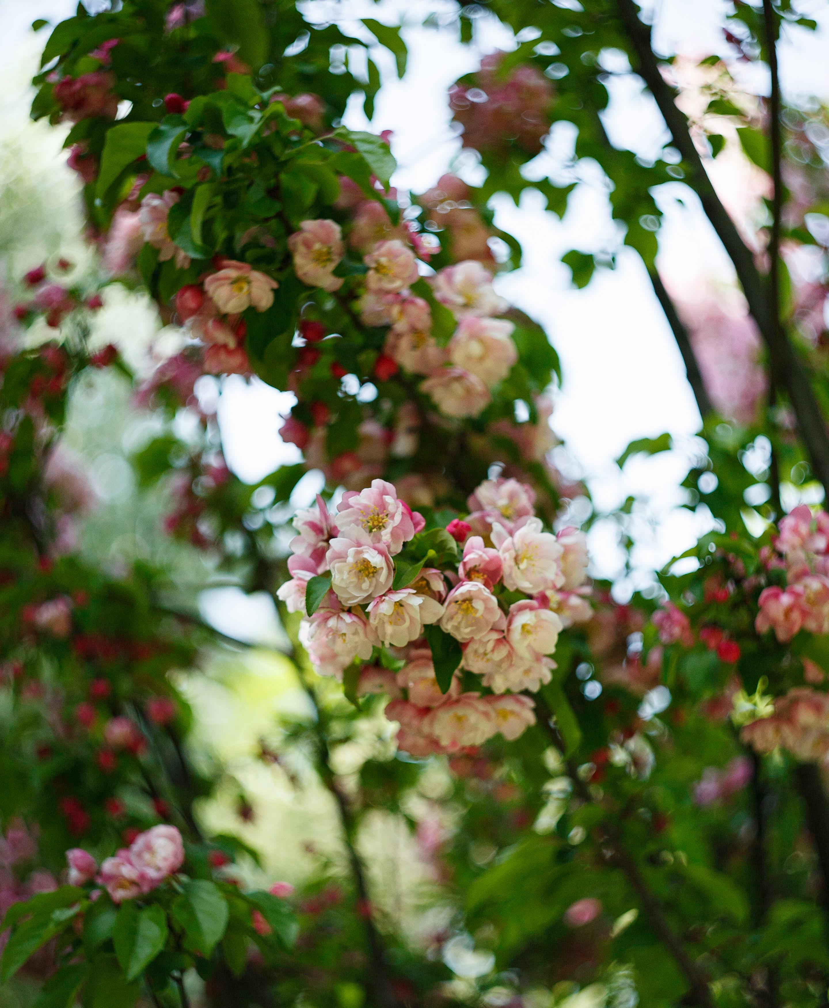 Tree Close Up Photos, Download Free Tree Close Up Stock Photos & HD Images
