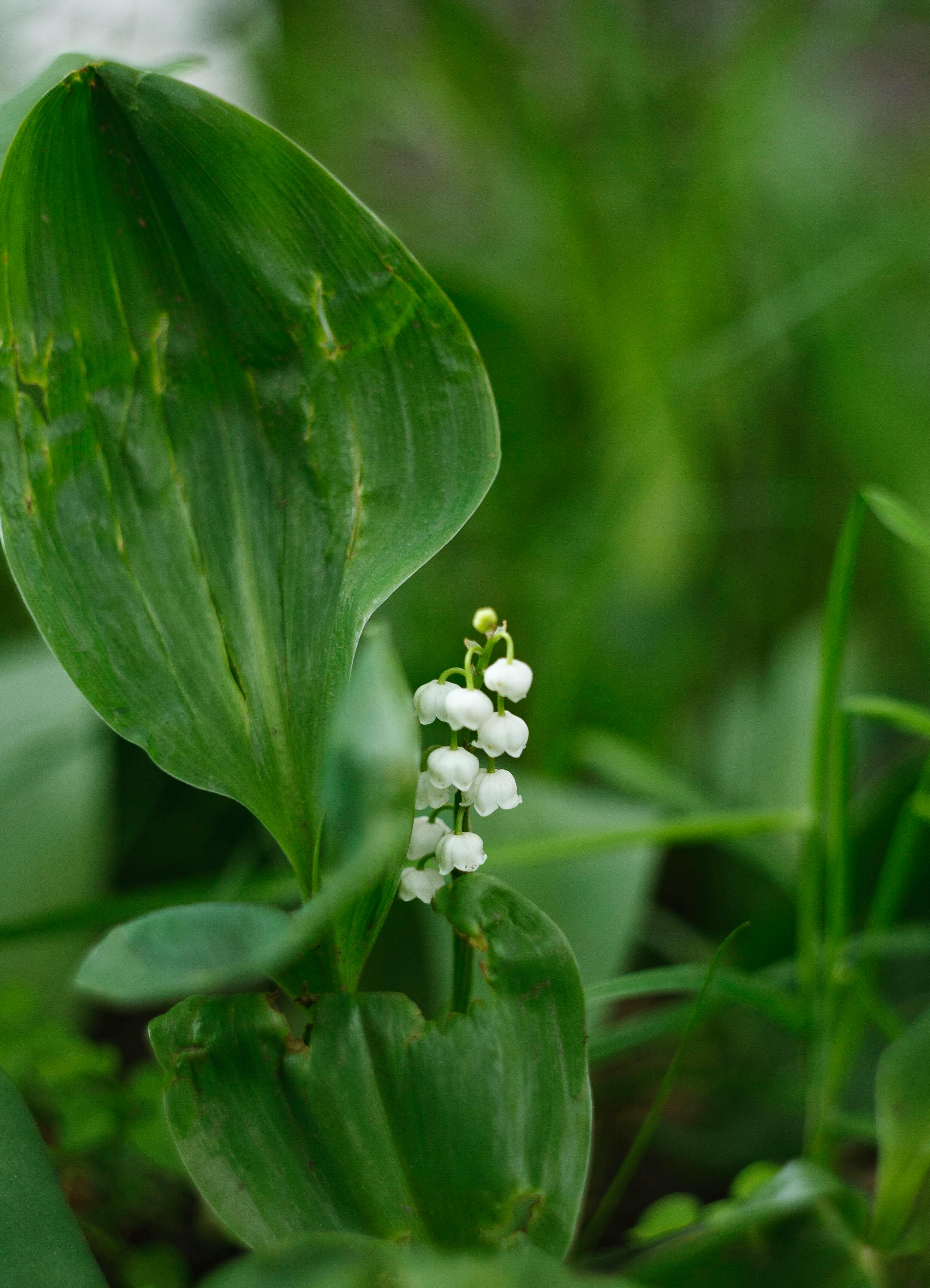 Small Flower in a Woven Basket · Free Stock Photo