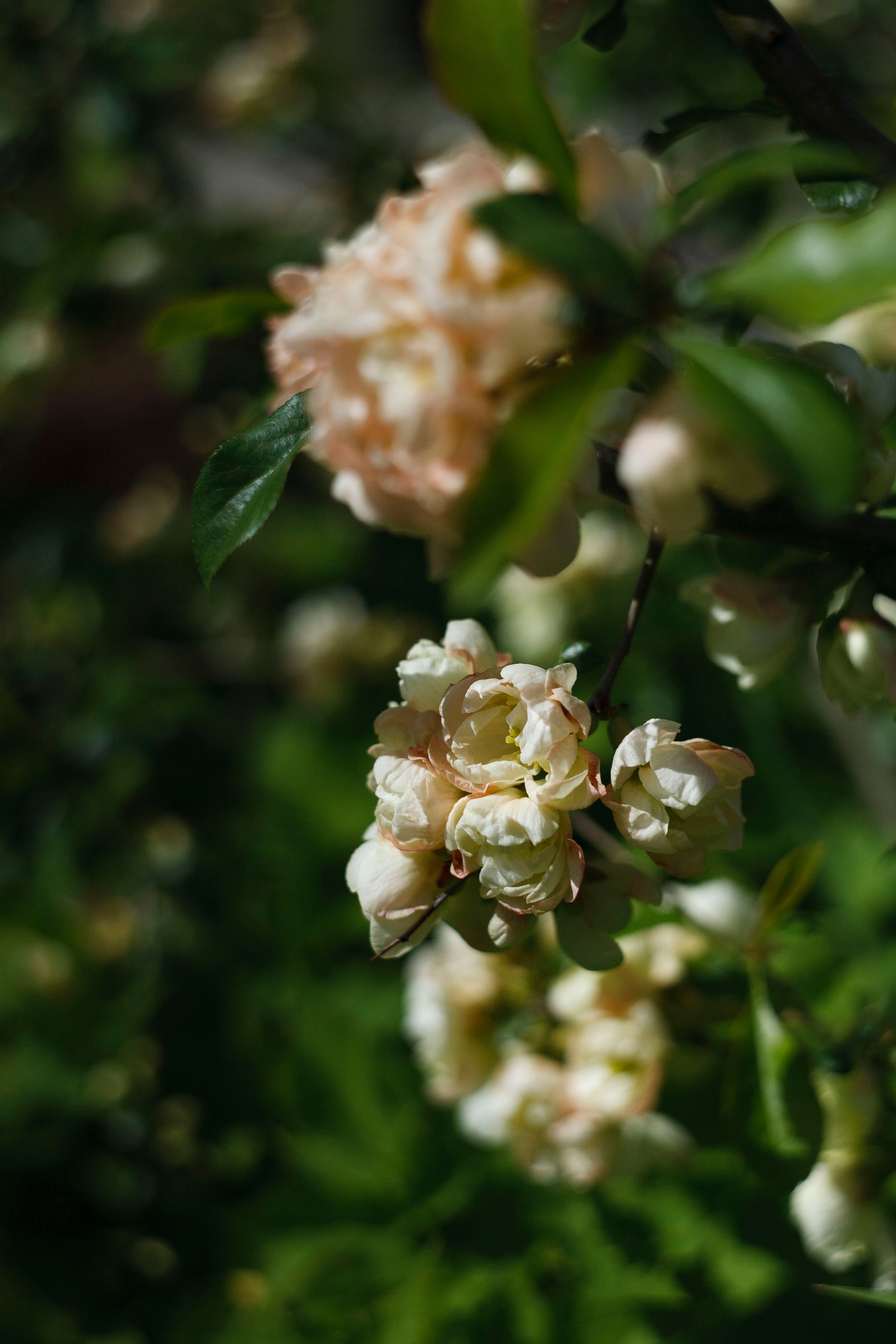White Flowers in Close Up Shot · Free Stock Photo