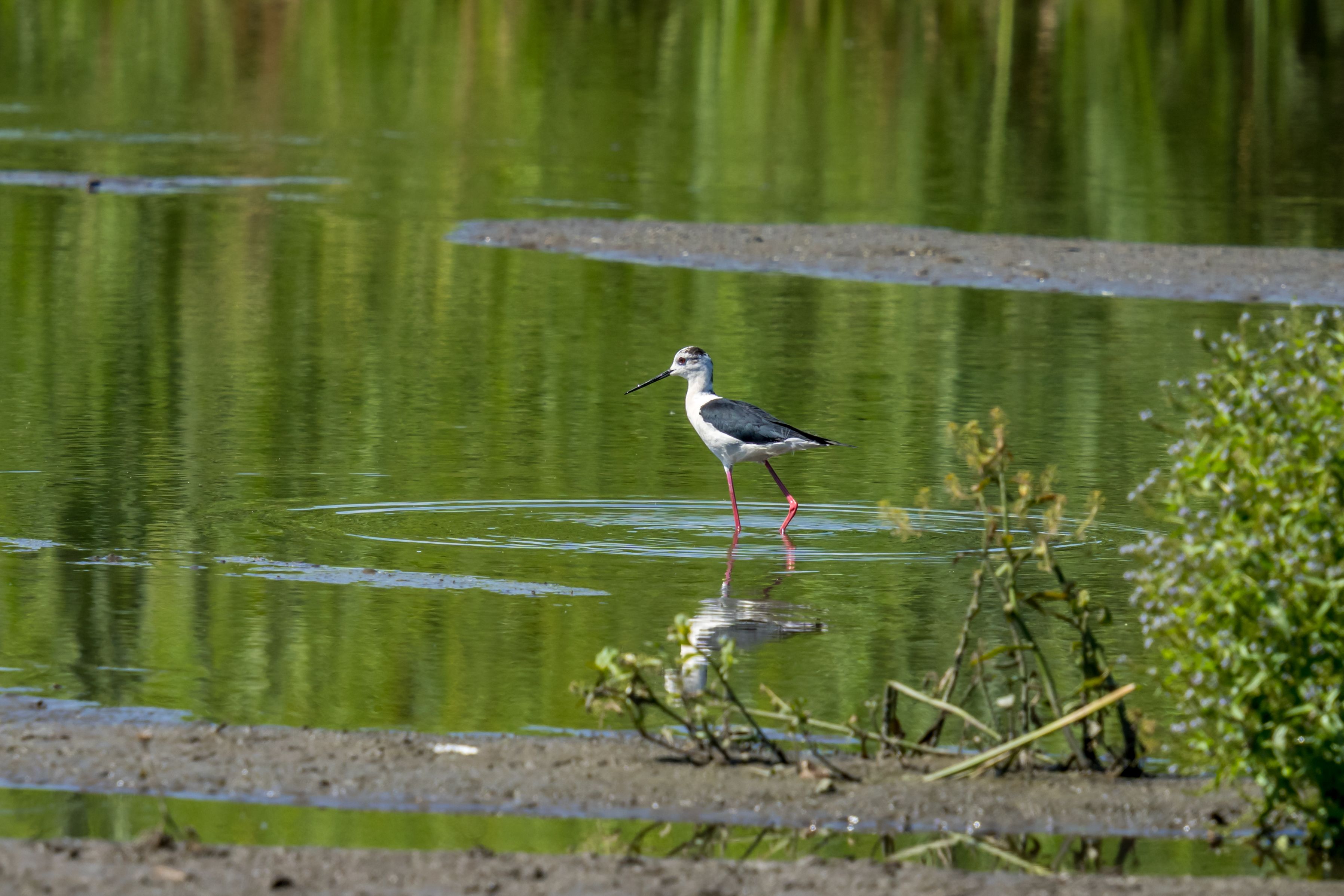 Wader Water Photos, Download The BEST Free Wader Water Stock Photos ...