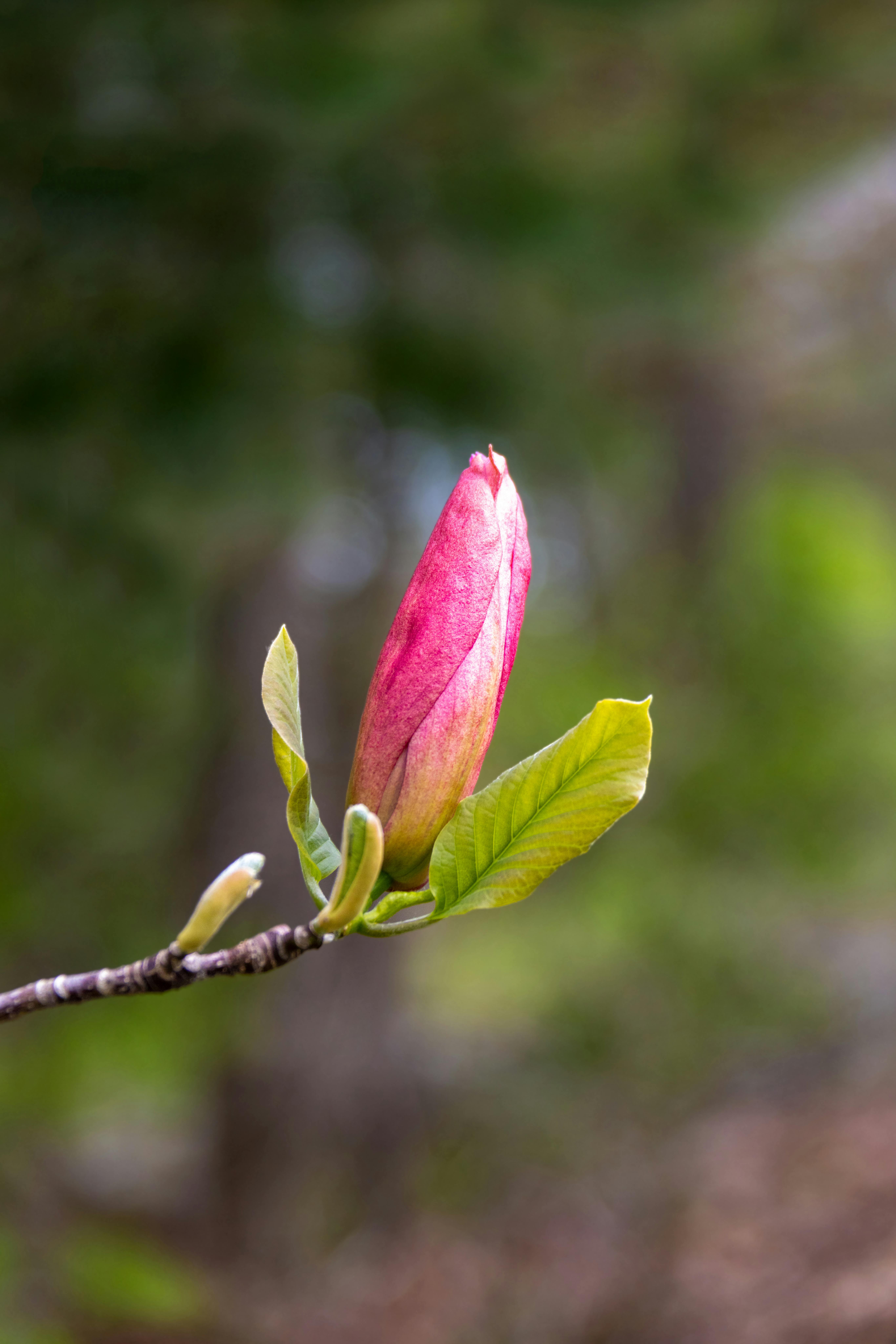 Magia Magnolia Photos, Download The BEST Free Magia Magnolia Stock ...