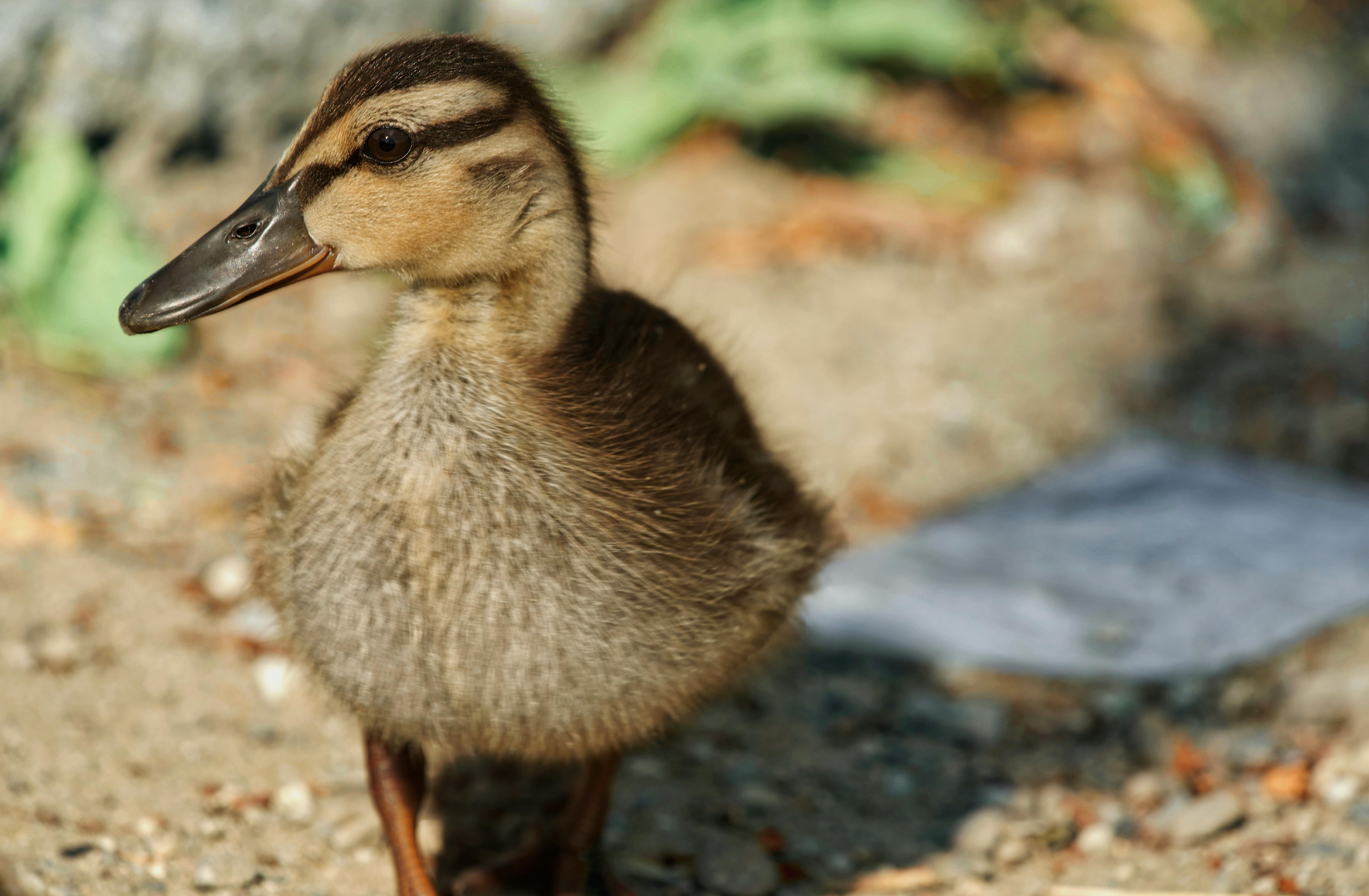 Close-up Photo of a Duckling · Free Stock Photo