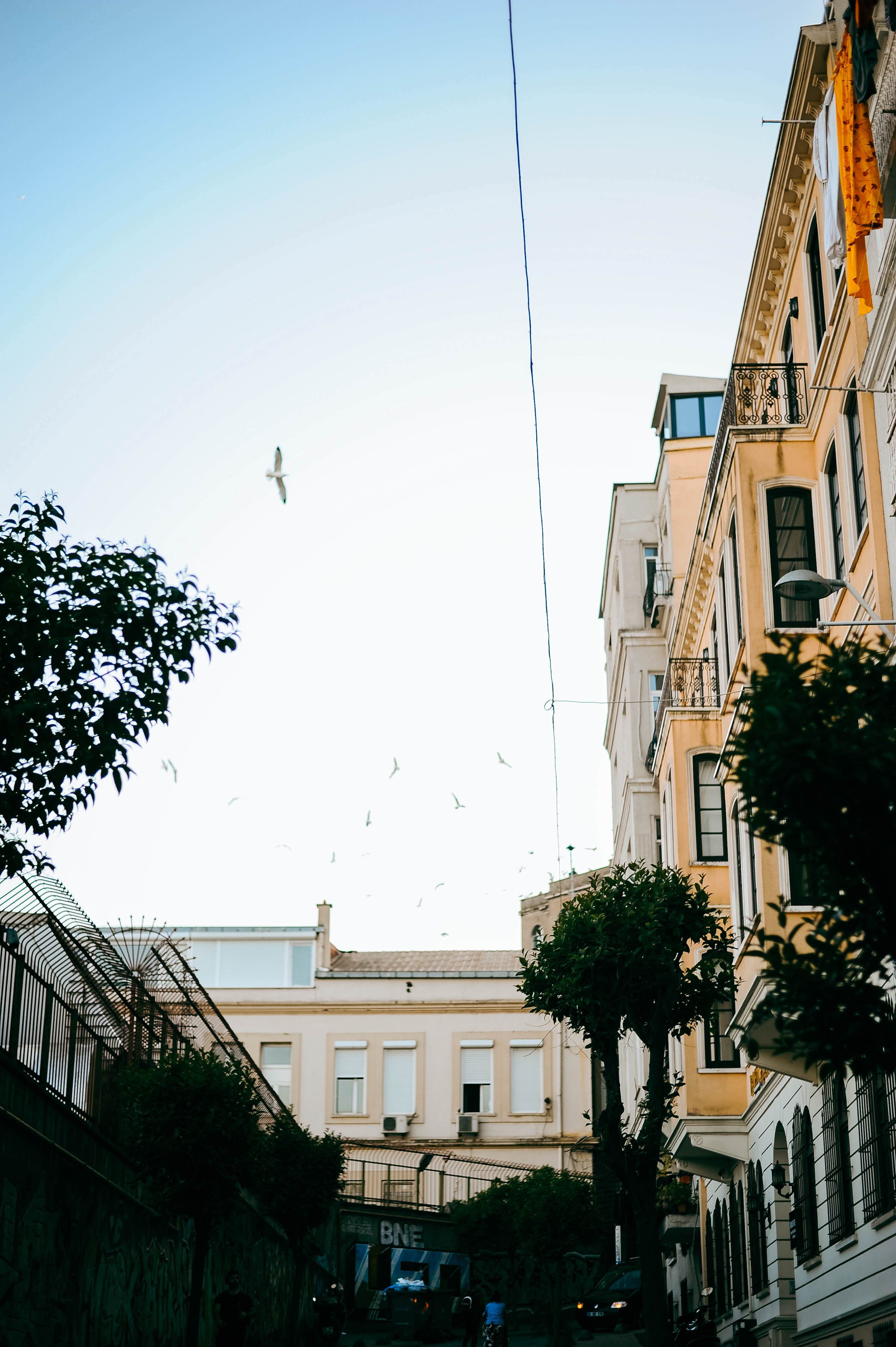 Bird Flying among Buildings · Free Stock Photo