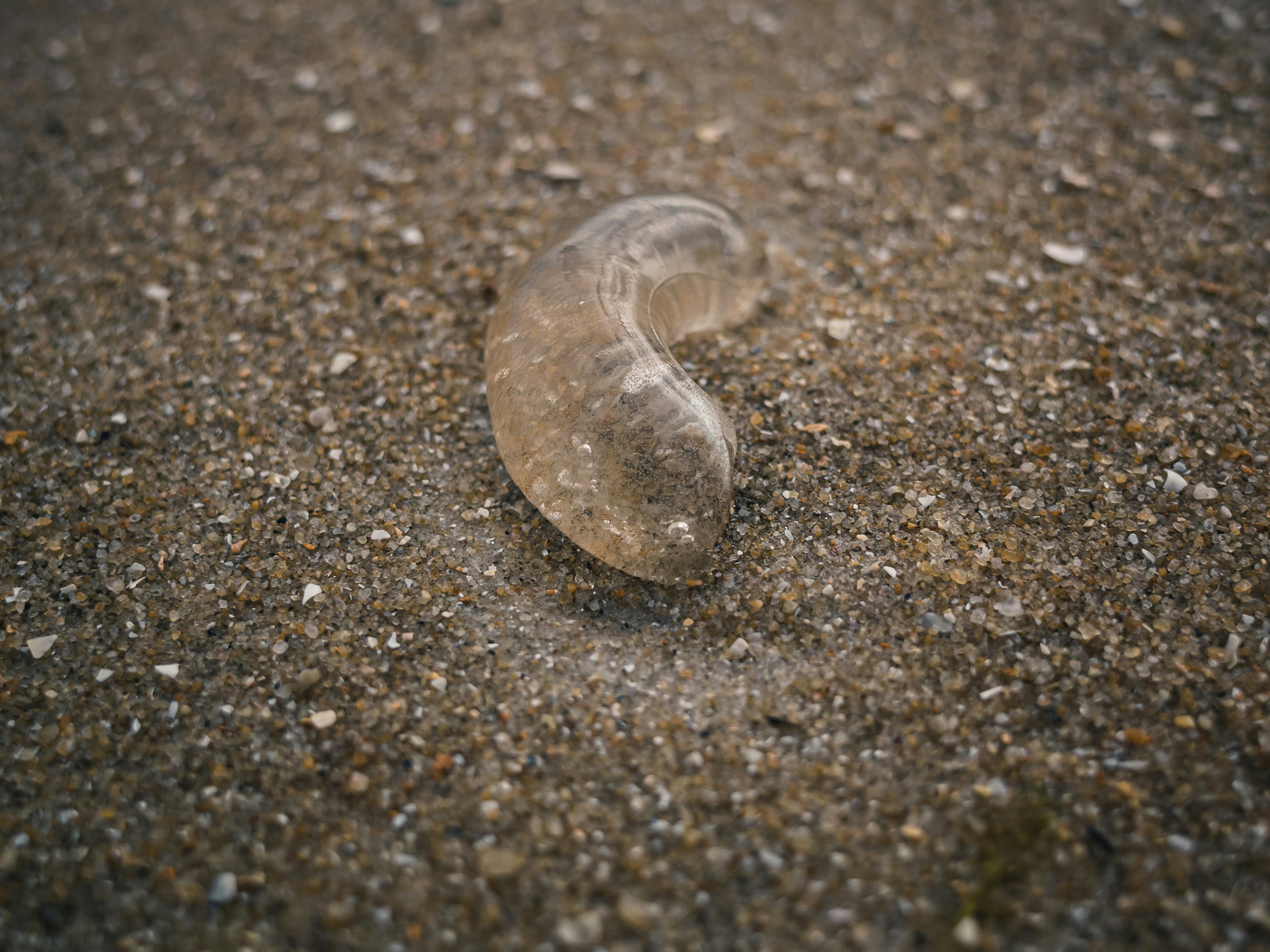 Marine Organisms Photos, Download The BEST Free Marine Organisms Stock ...