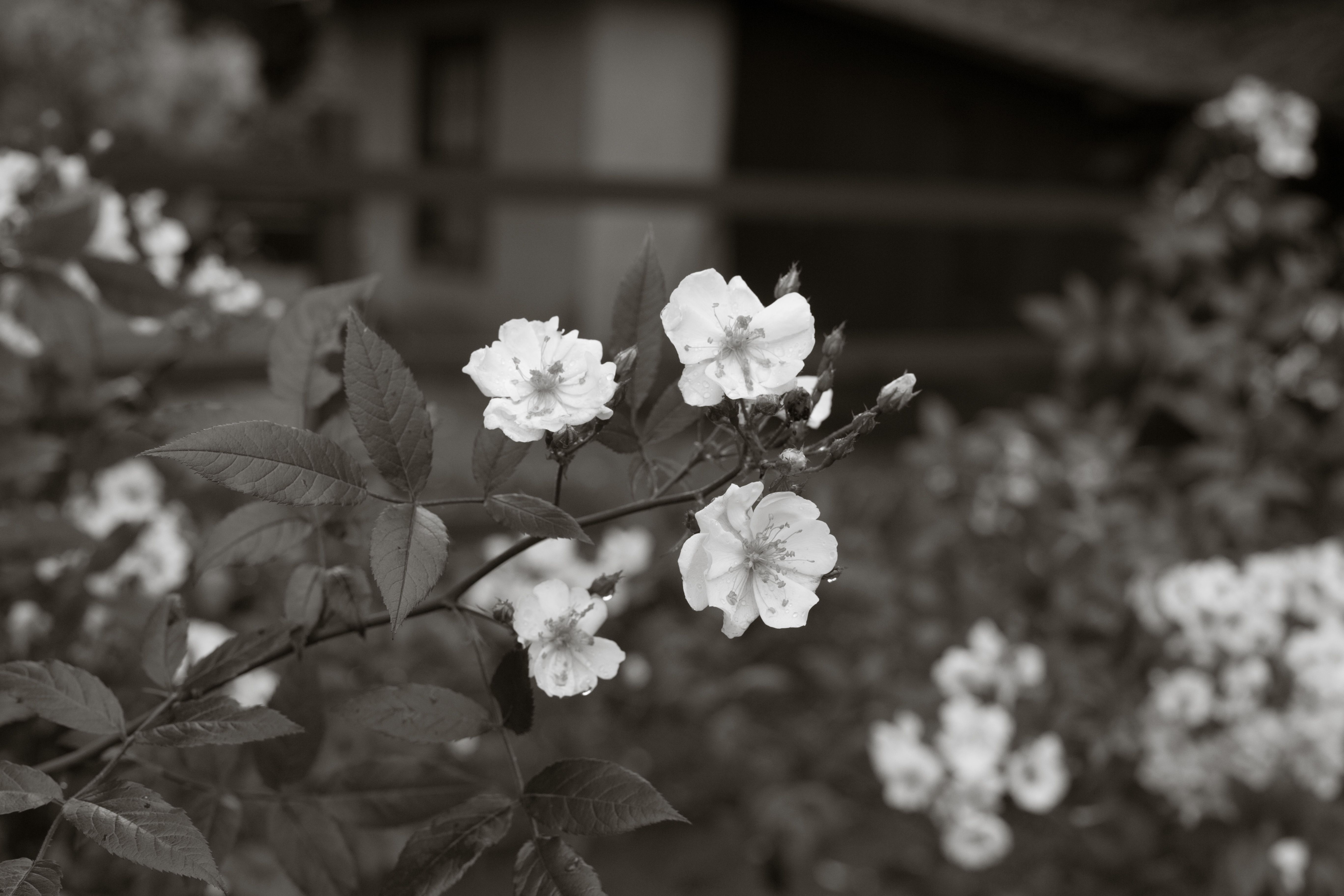 Grayscale Photo of White Flowers · Free Stock Photo