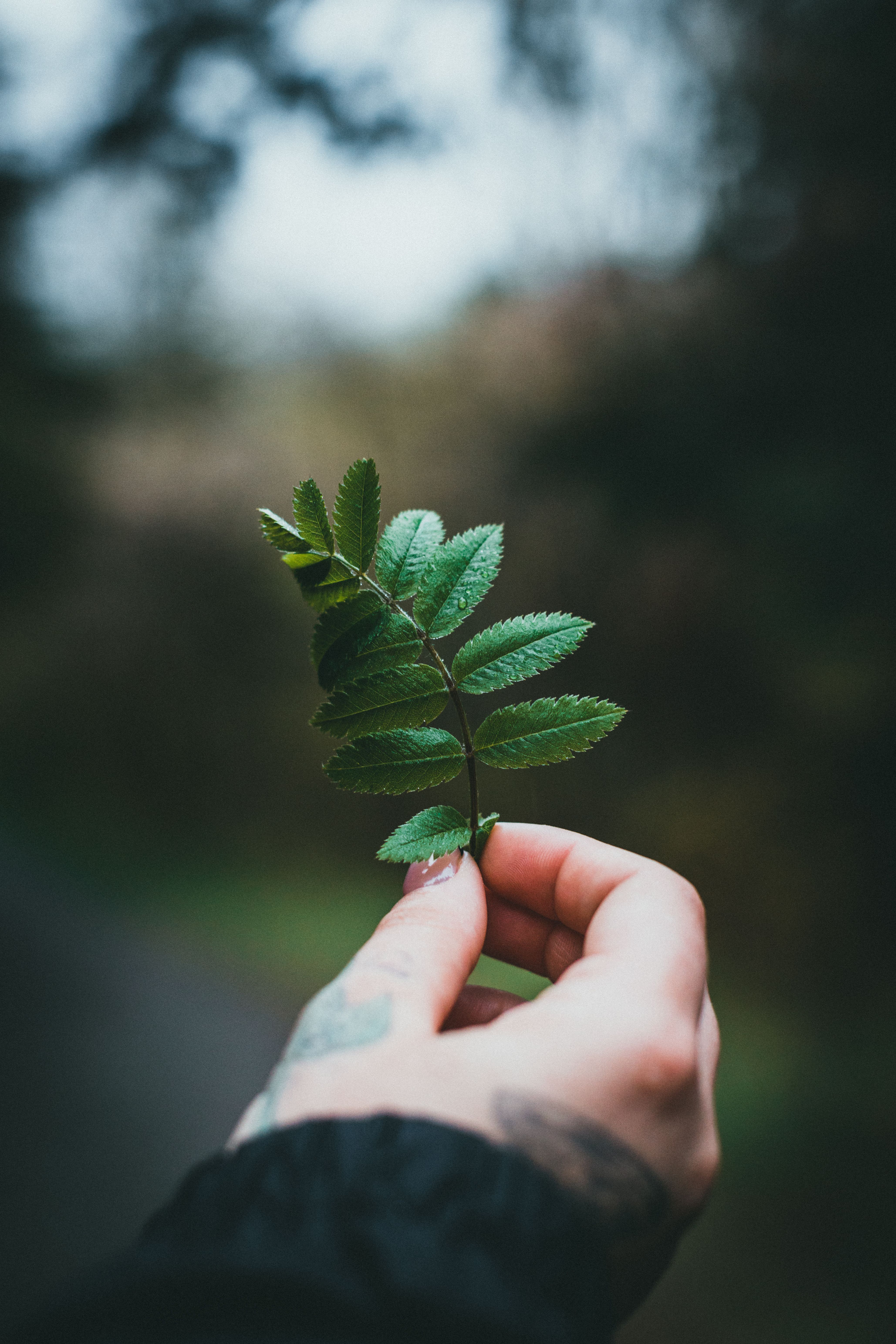 Hand Holding Branch with Leaves · Free Stock Photo