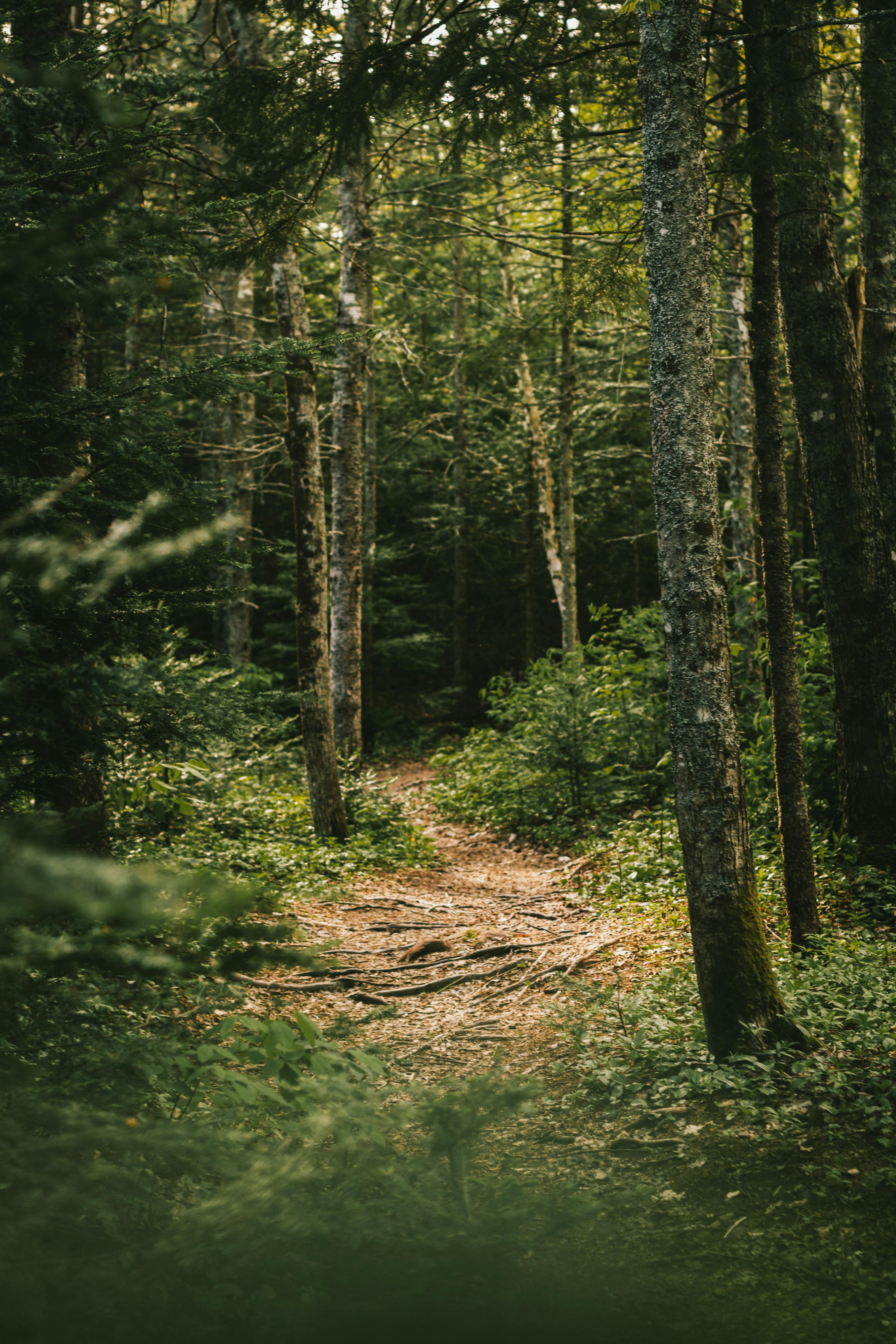 Concrete Pathway between Green Trees in the Forest · Free Stock Photo