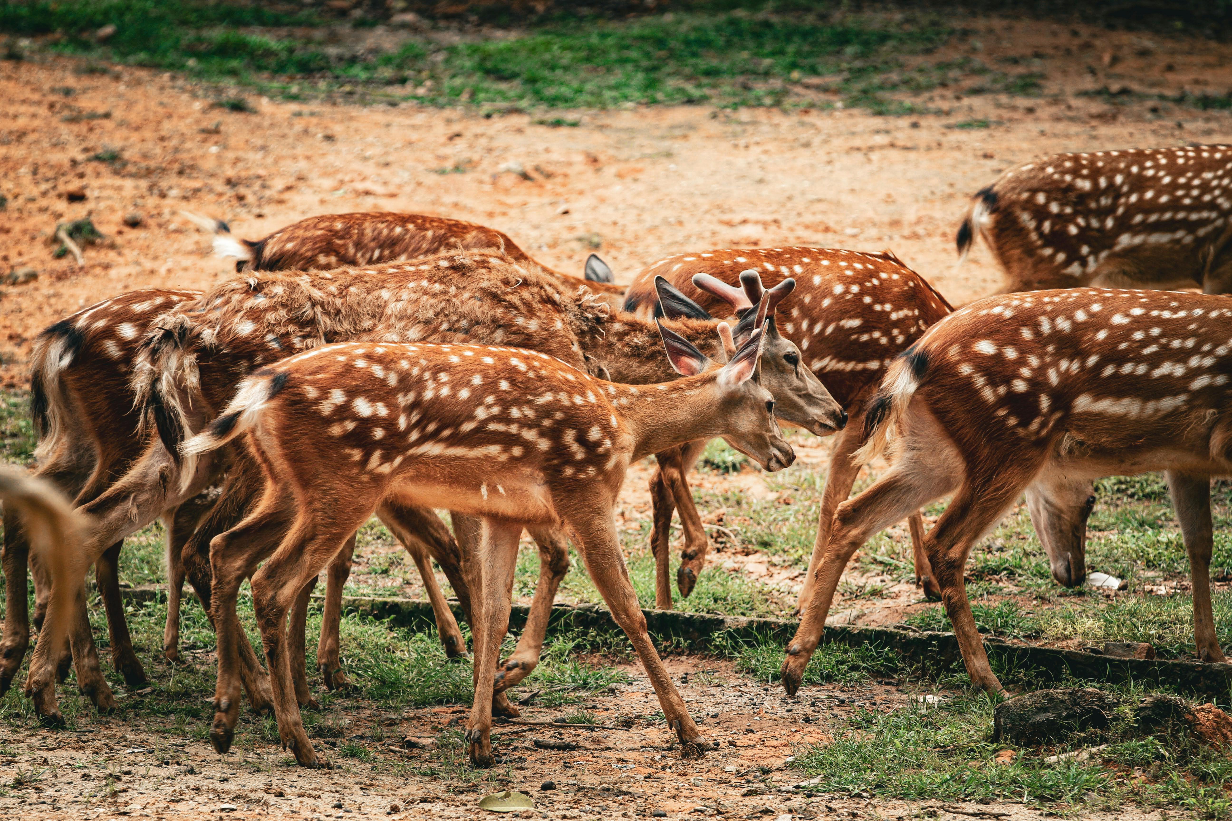 Group of Fawns · Free Stock Photo