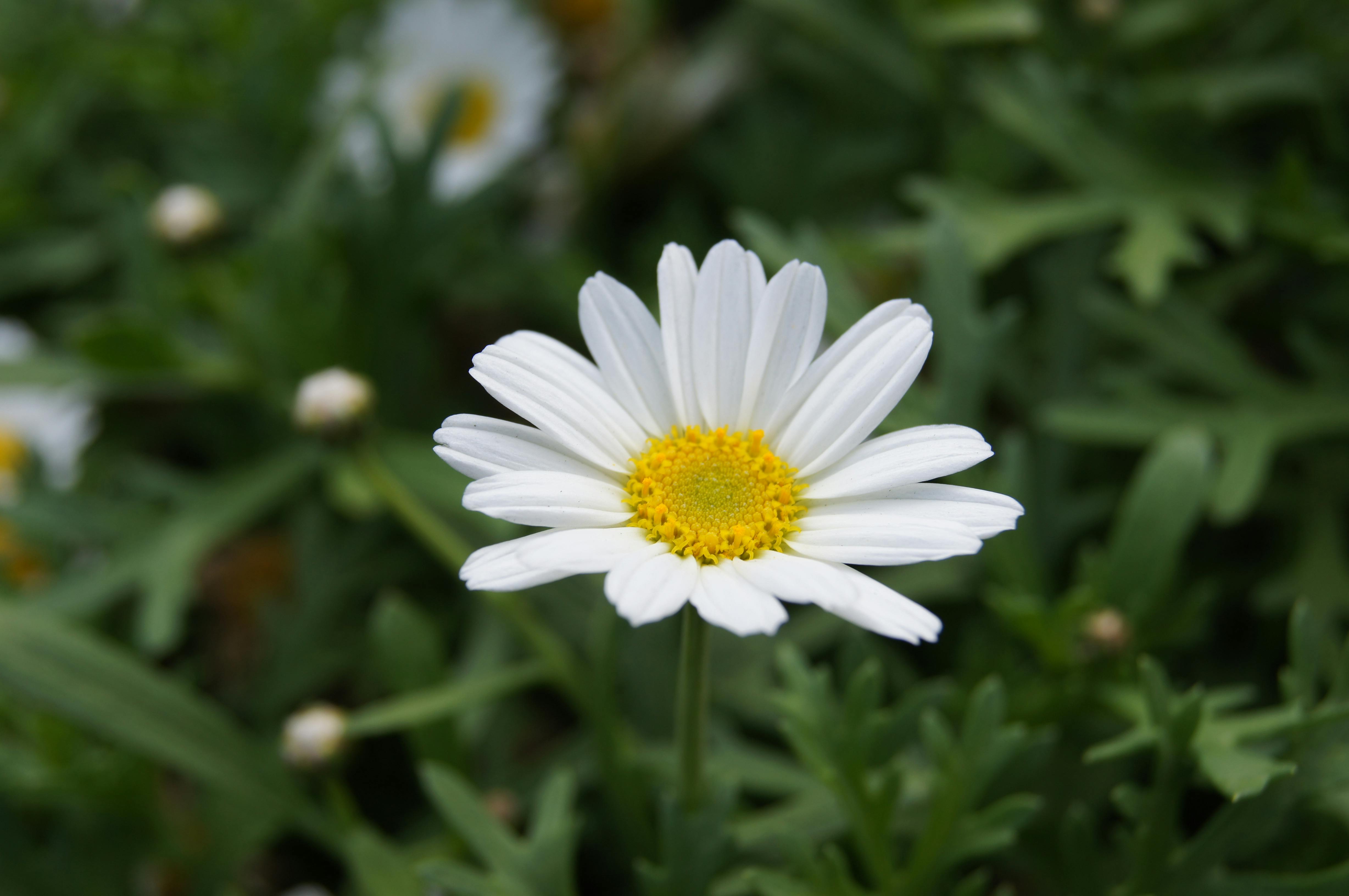 Close Up of Chamomile Flower · Free Stock Photo