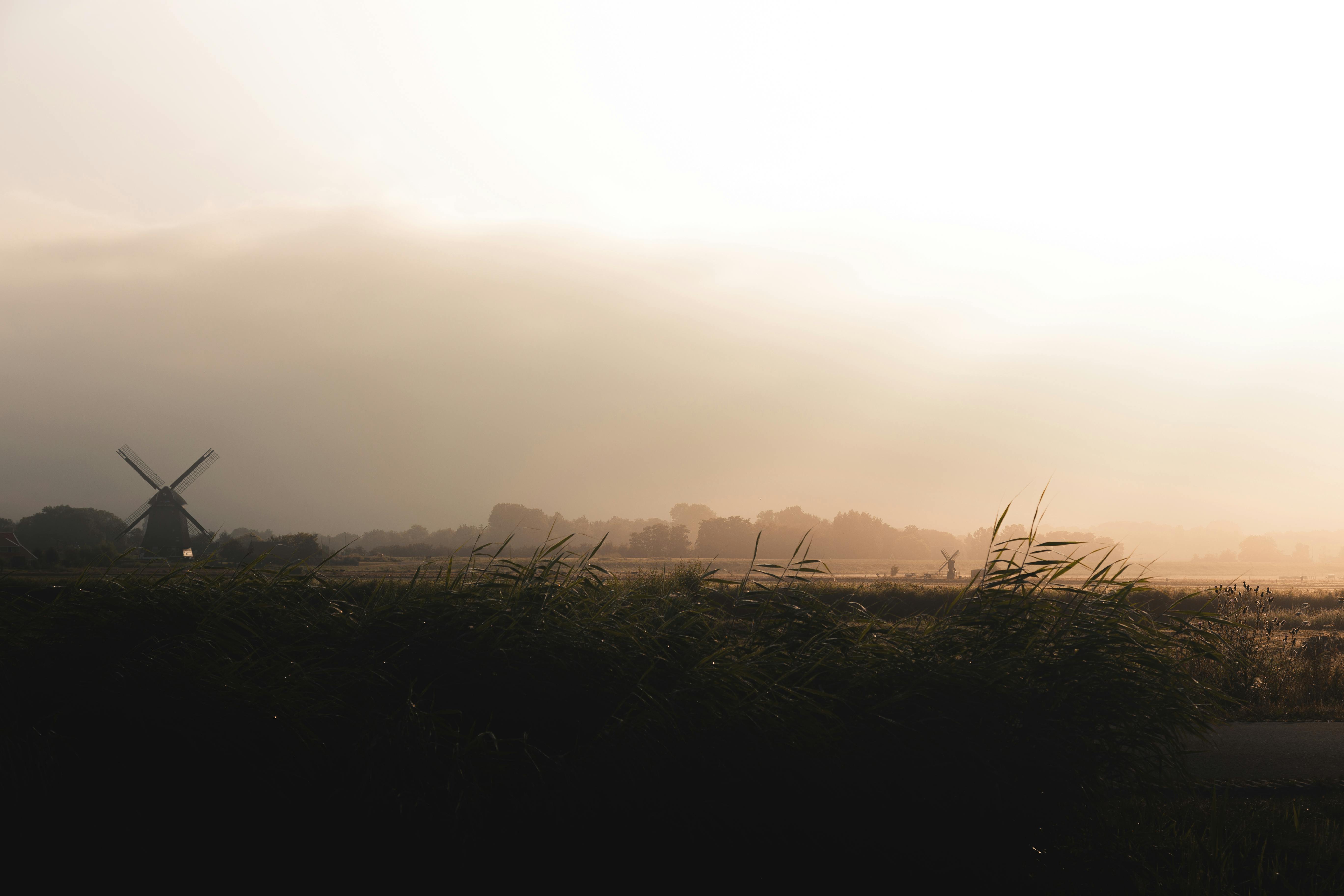 Ripe Grass Spikes in a Field at Sunrise · Free Stock Photo
