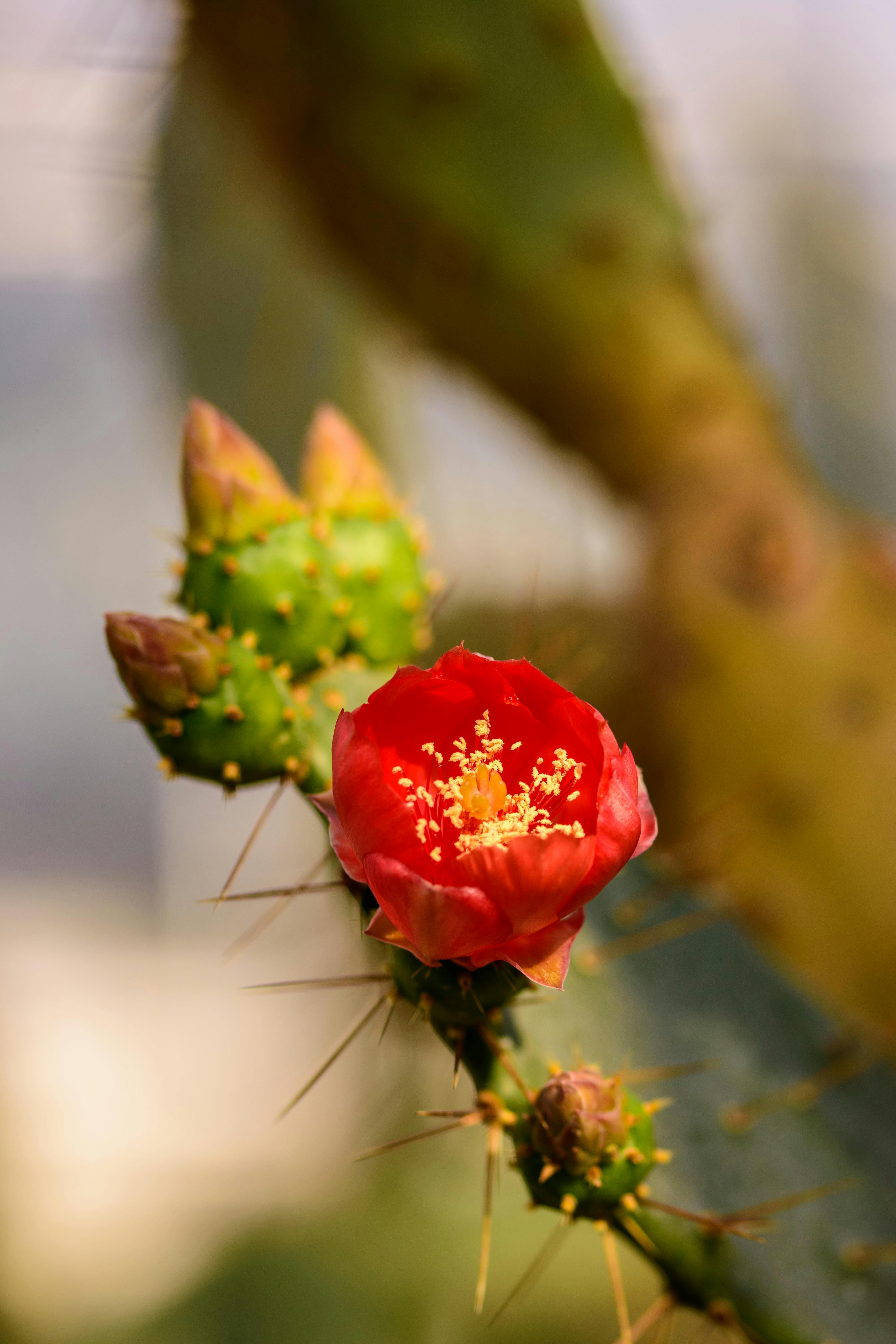 Red Flower in Close Up Shot · Free Stock Photo