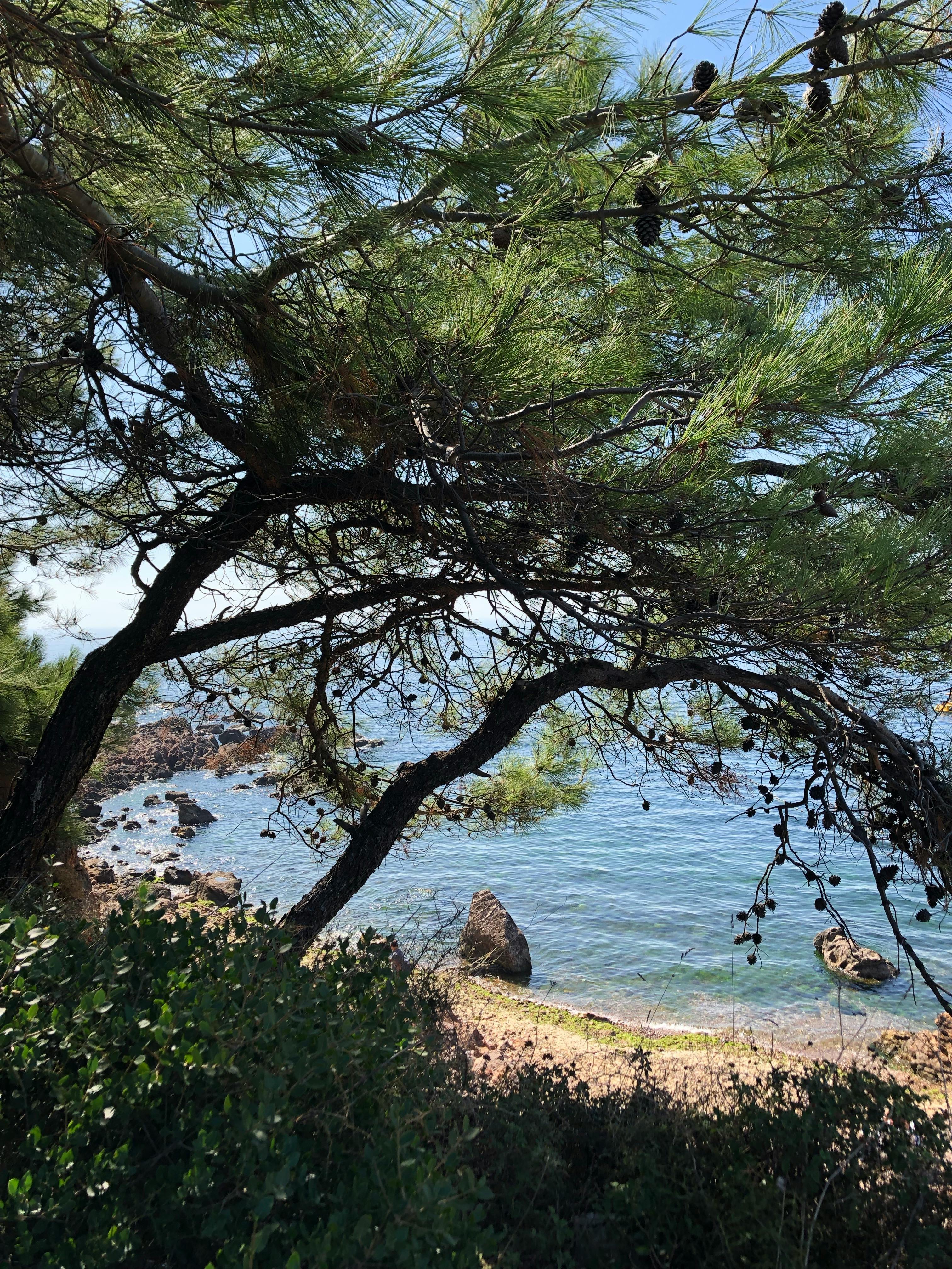 Green Tree Near the Ocean · Free Stock Photo