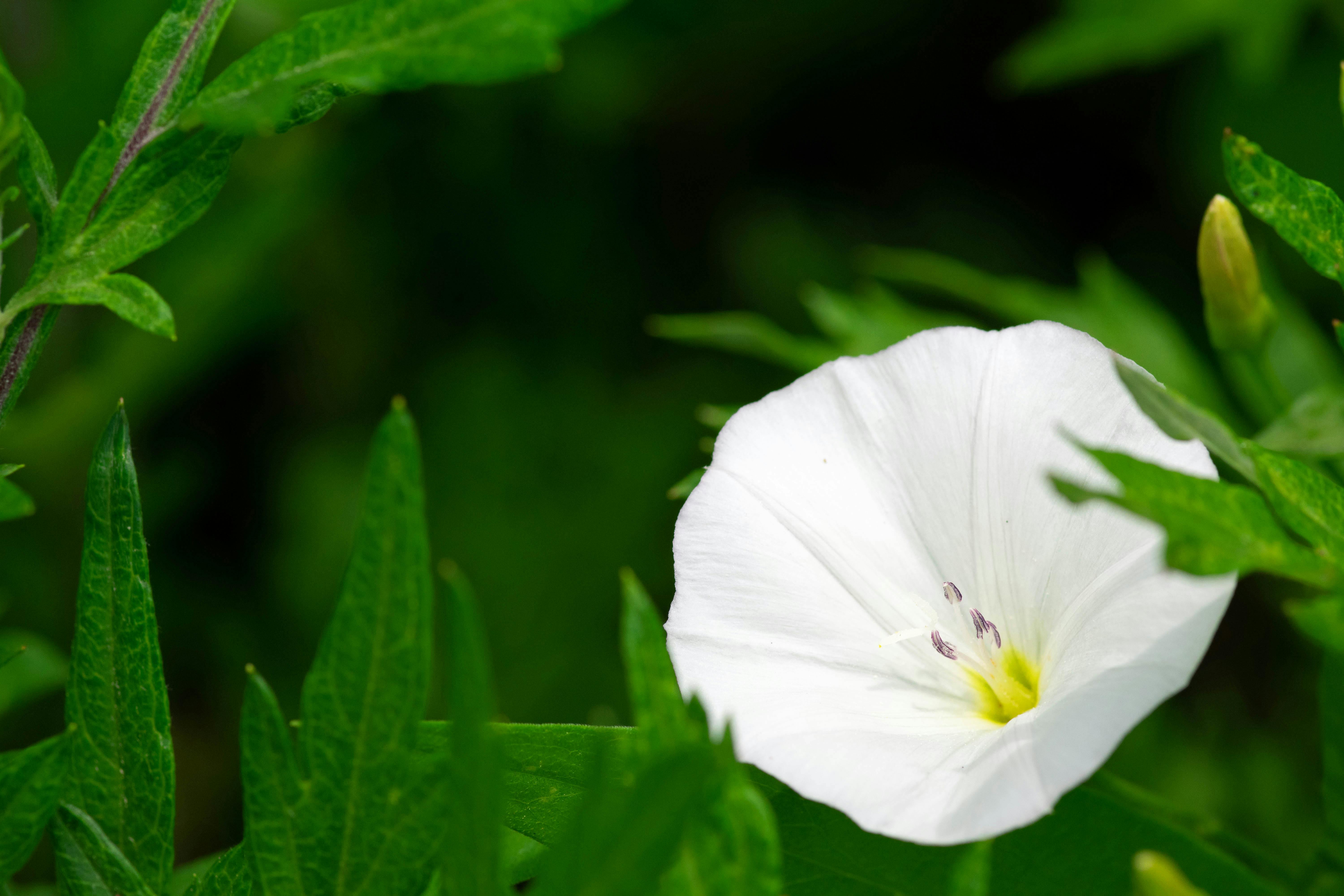 Close-up on White Moonflower · Free Stock Photo