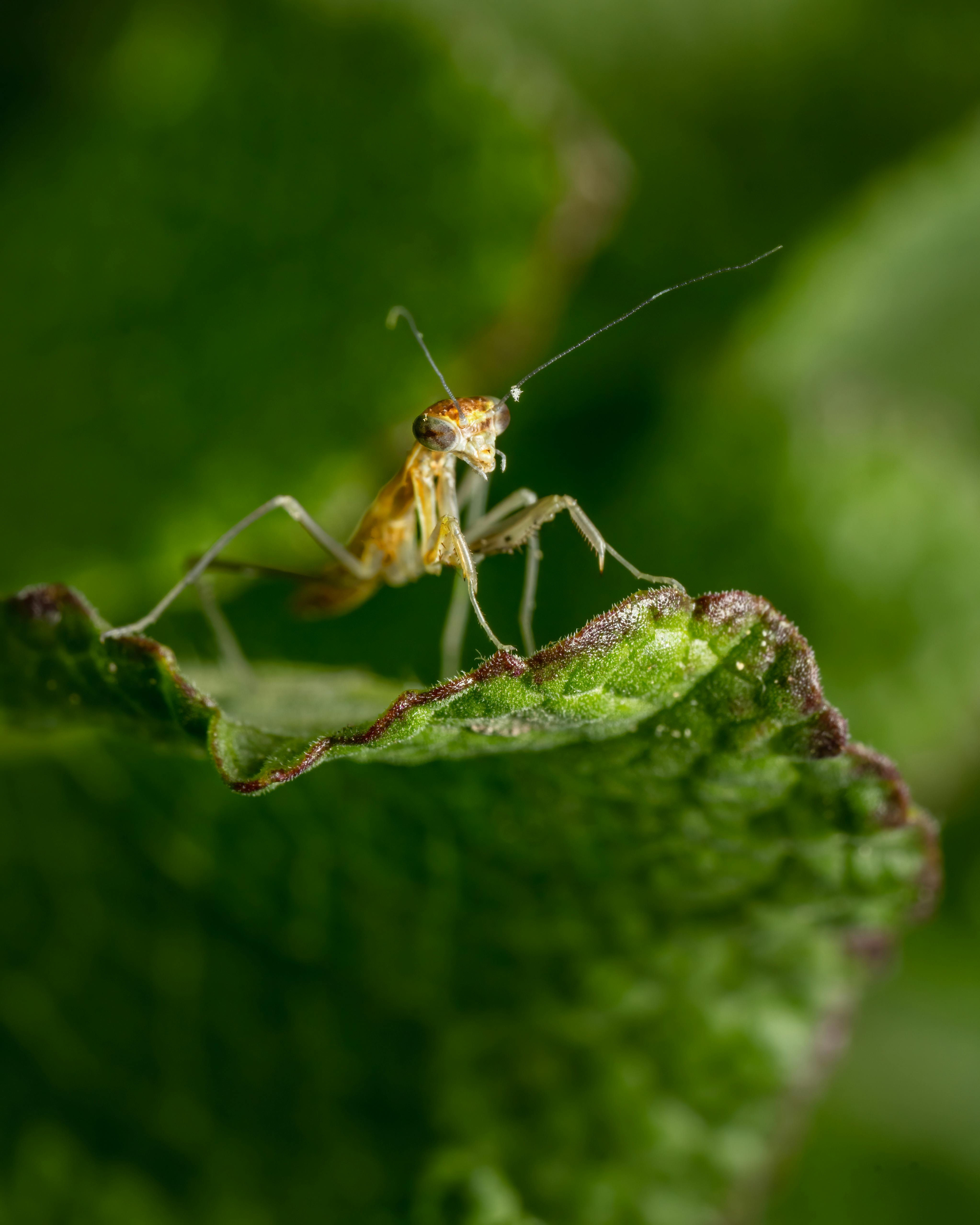 Noxious Insect Photos, Download Free Noxious Insect Stock Photos & HD ...
