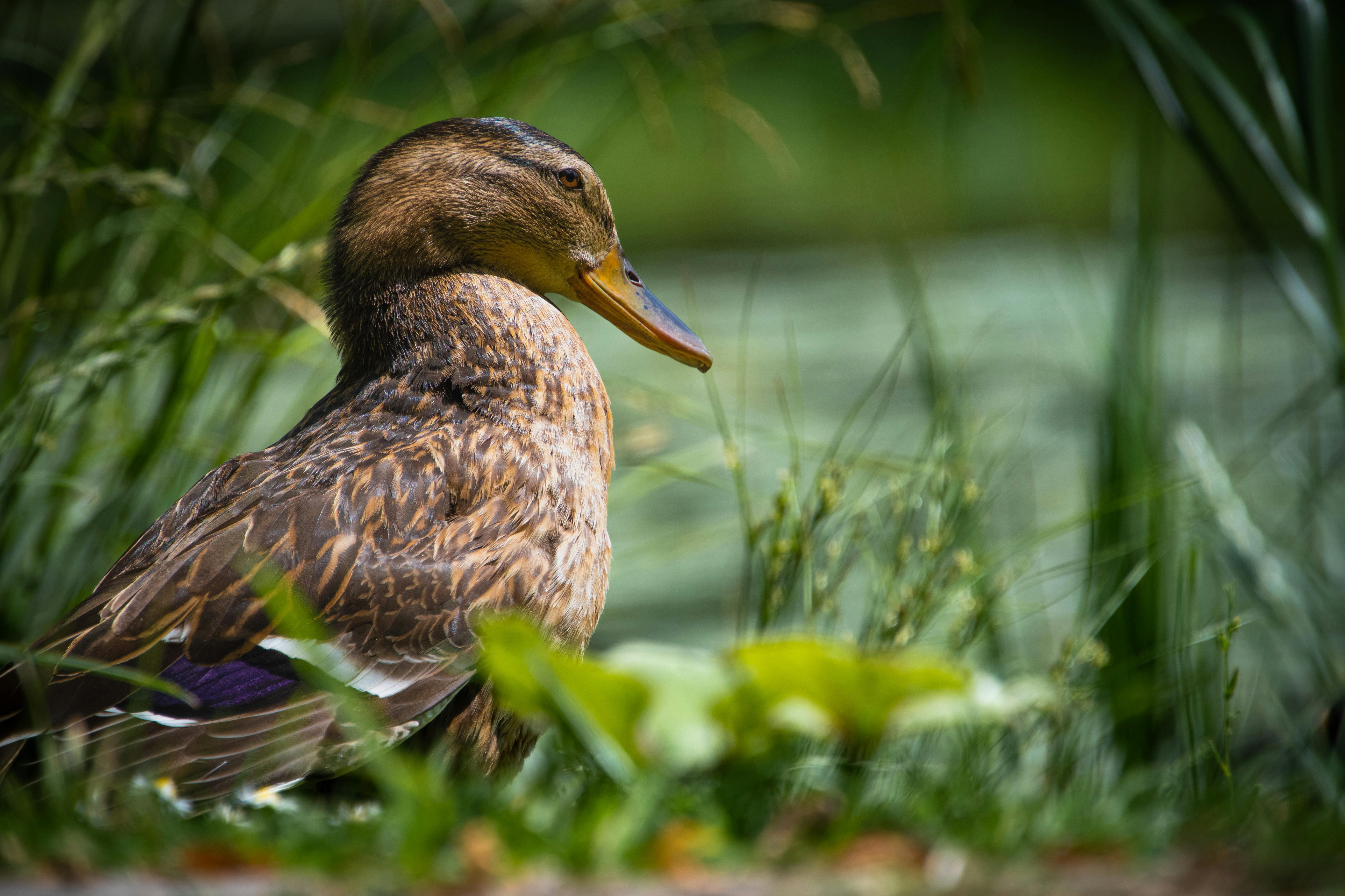 Brown Duck in Close Up Shot · Free Stock Photo