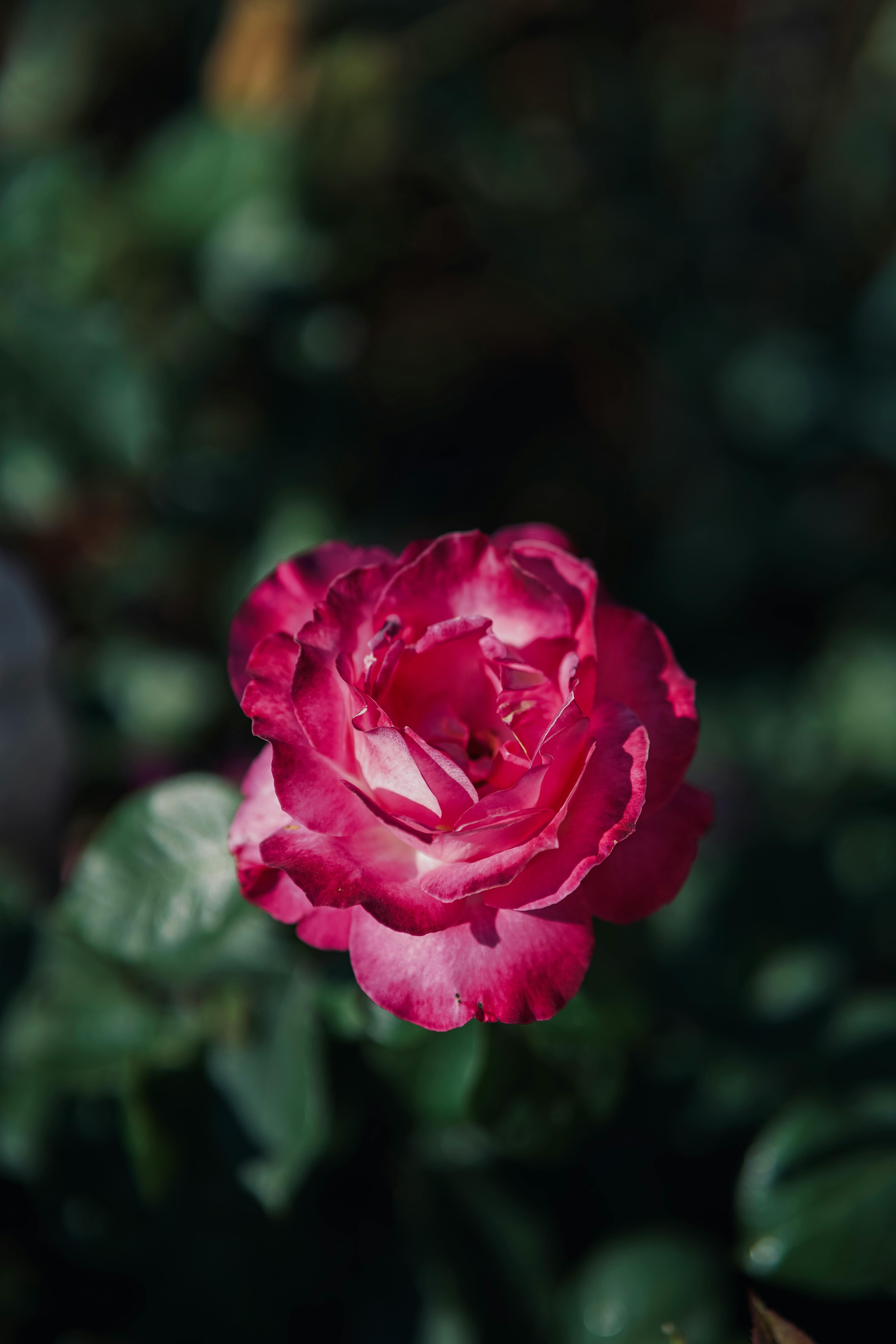 Pink Rose in Bloom · Free Stock Photo