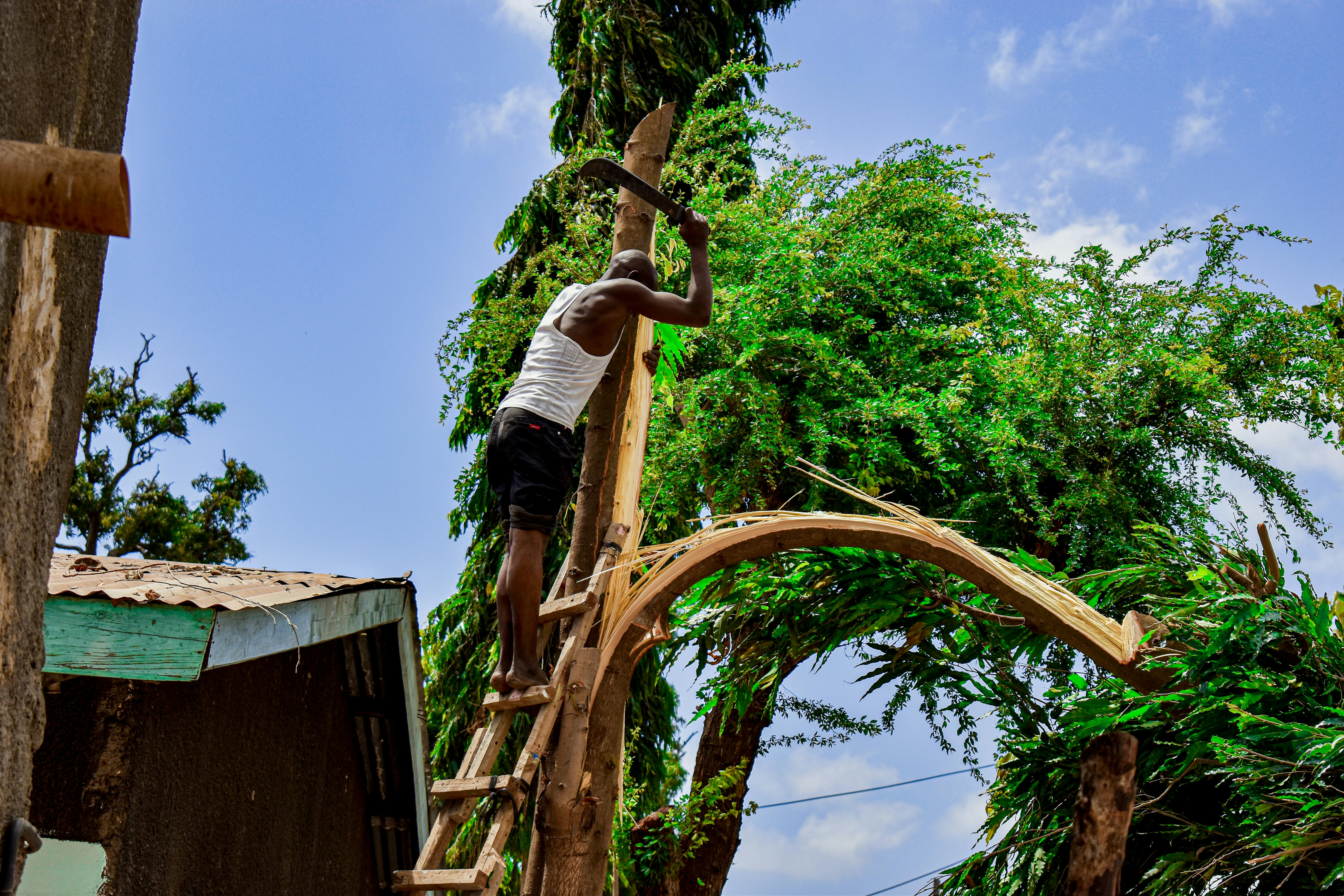 Simple Tree Pruning Tips for Urban Gardens in South Africa [2025 Guide ...