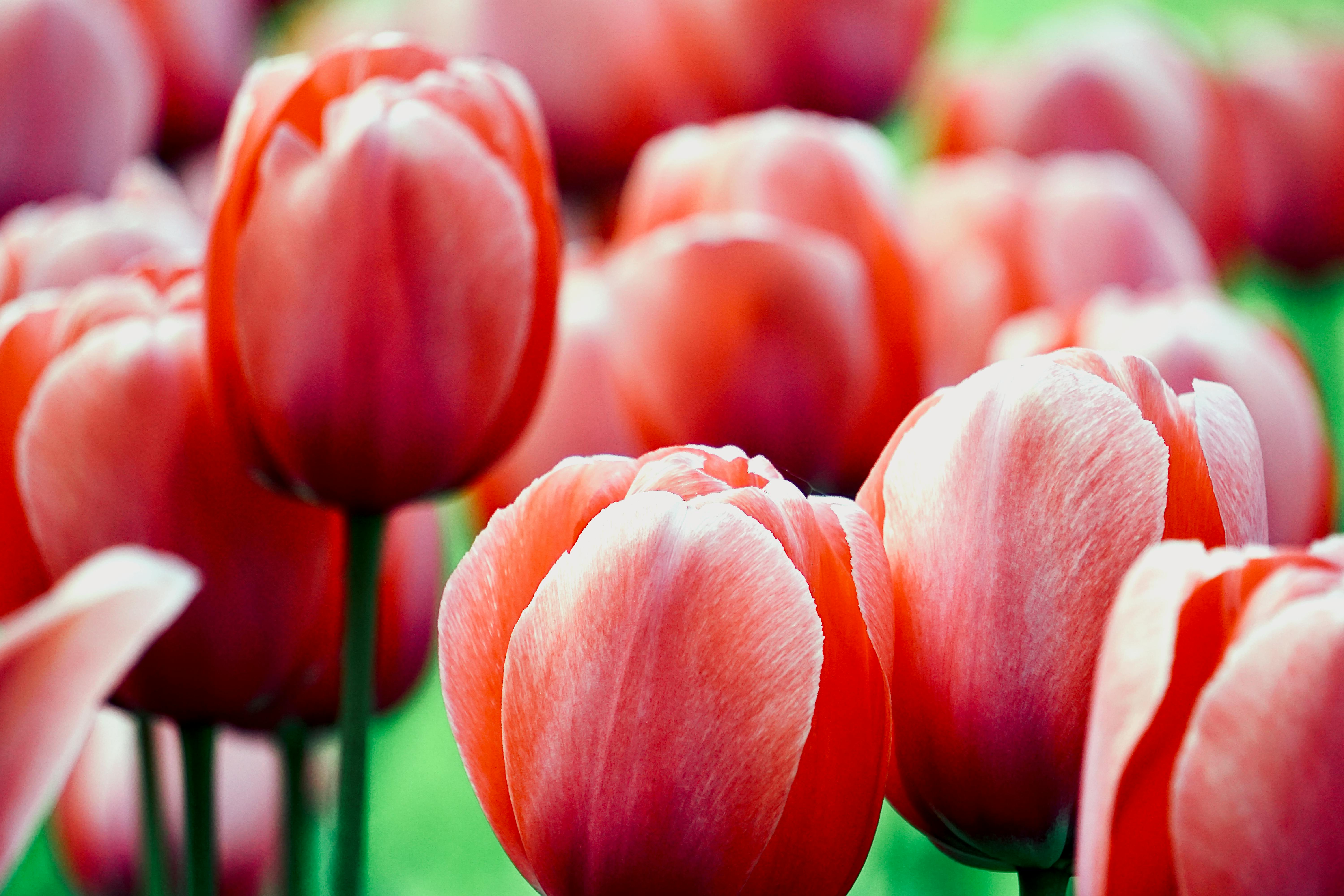 Pink Tulips in Close-up Photography · Free Stock Photo