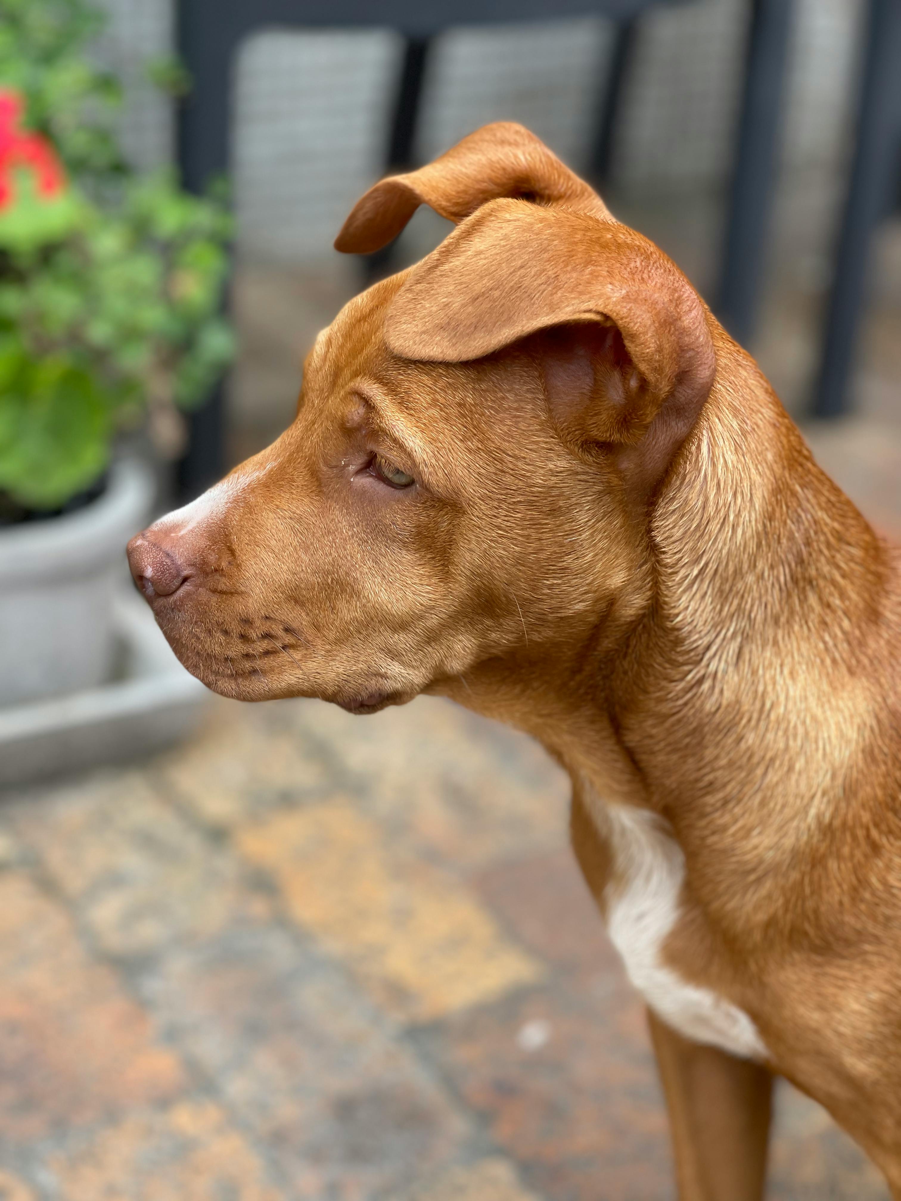 Dogs 3 Photos & Videos Collected by Annemarie Horne