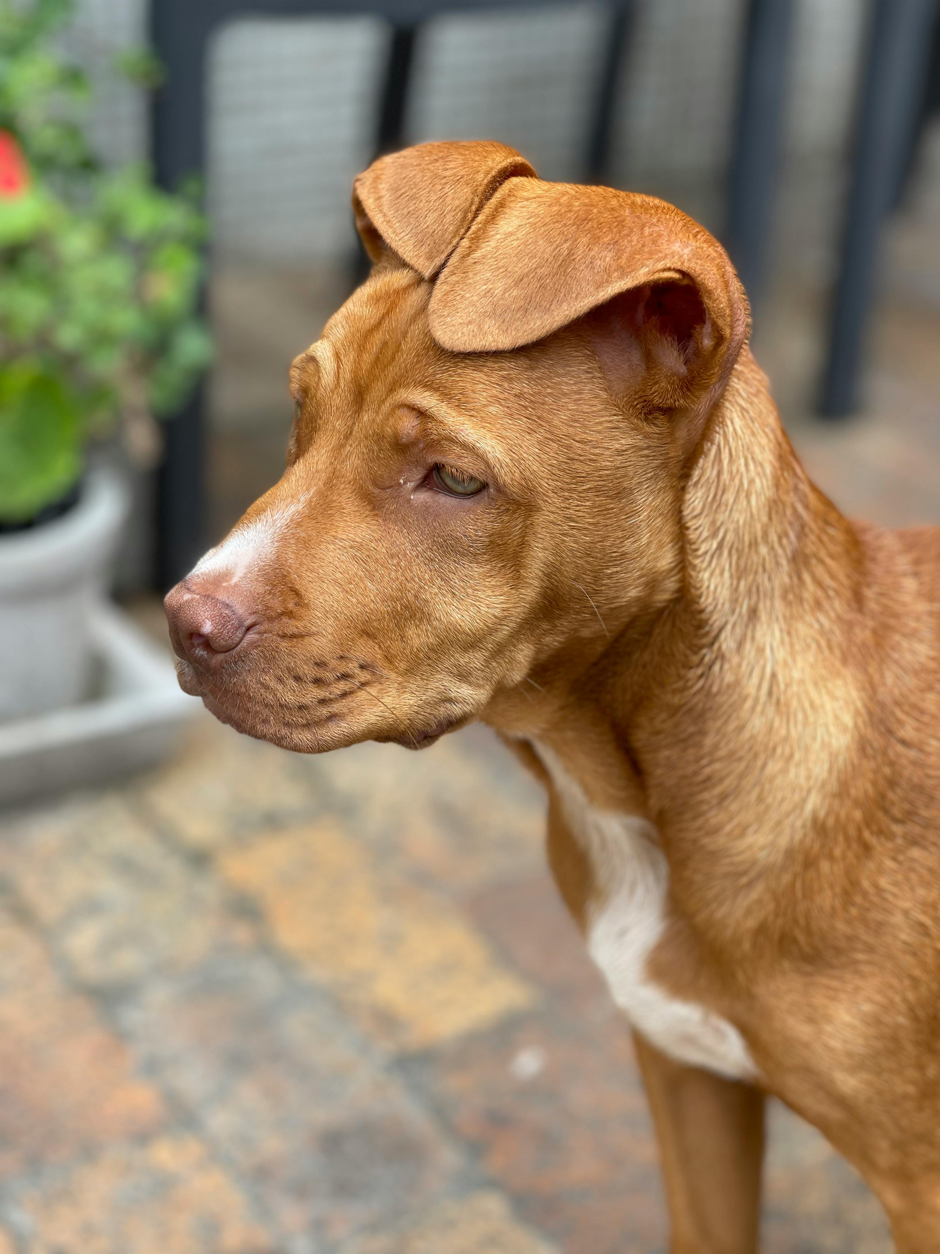 Dogs 3 Photos & Videos Collected by Annemarie Horne