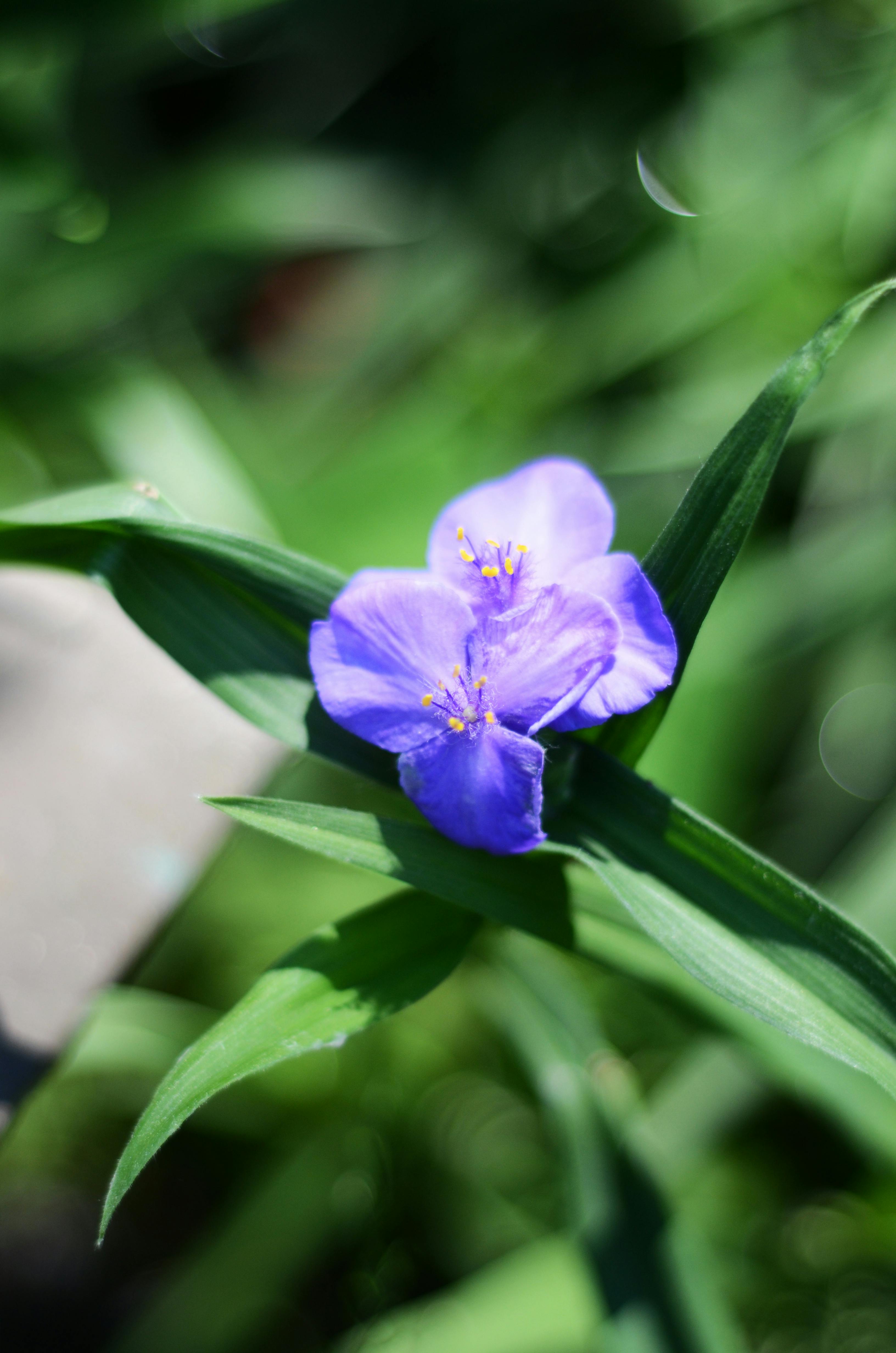 Closeup Photo of Purple Minnie Root Flower · Free Stock Photo