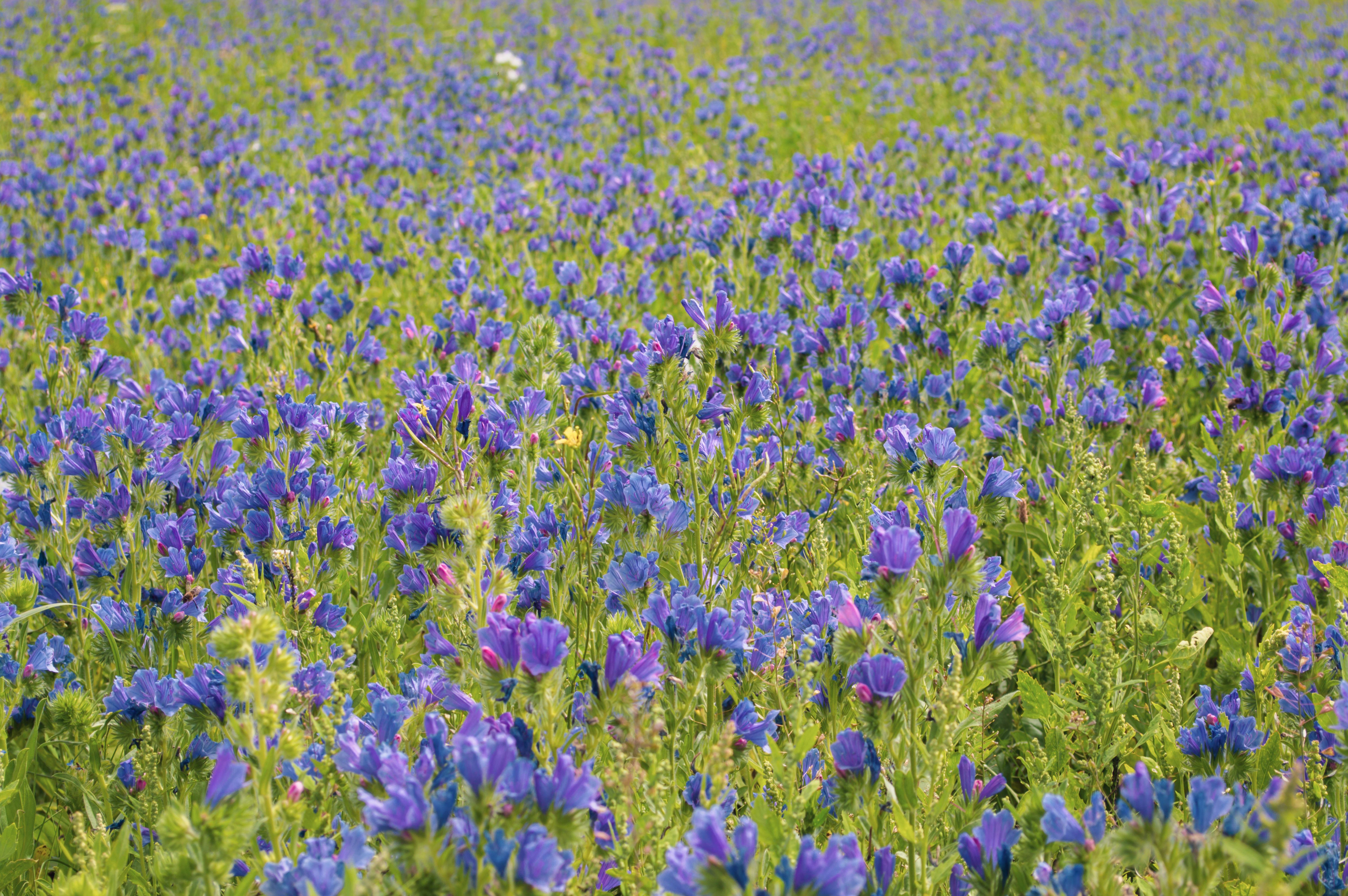 A Blue Flowers on the Field · Free Stock Photo