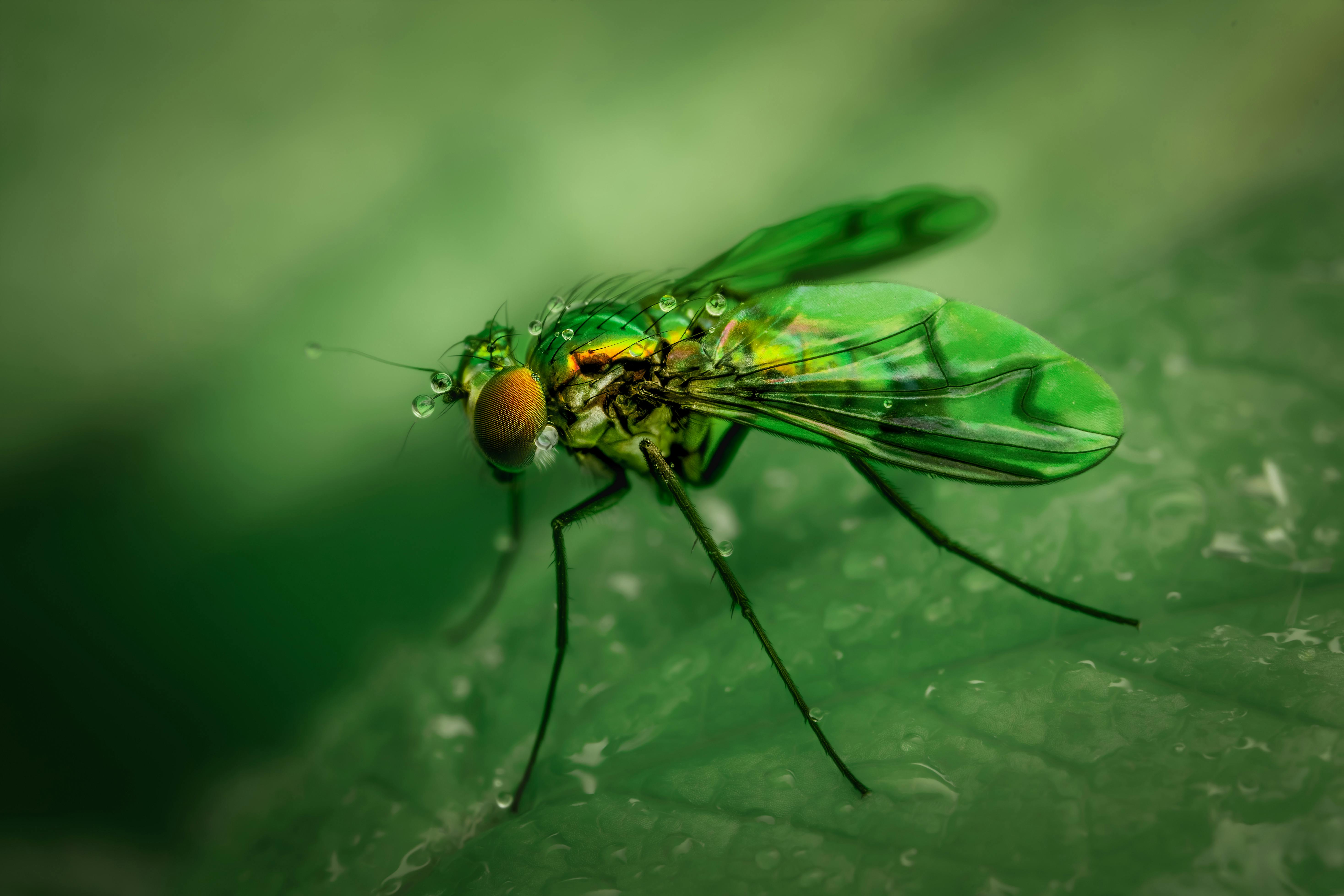 Close Up of Green Fly Insect on Leaf · Free Stock Photo