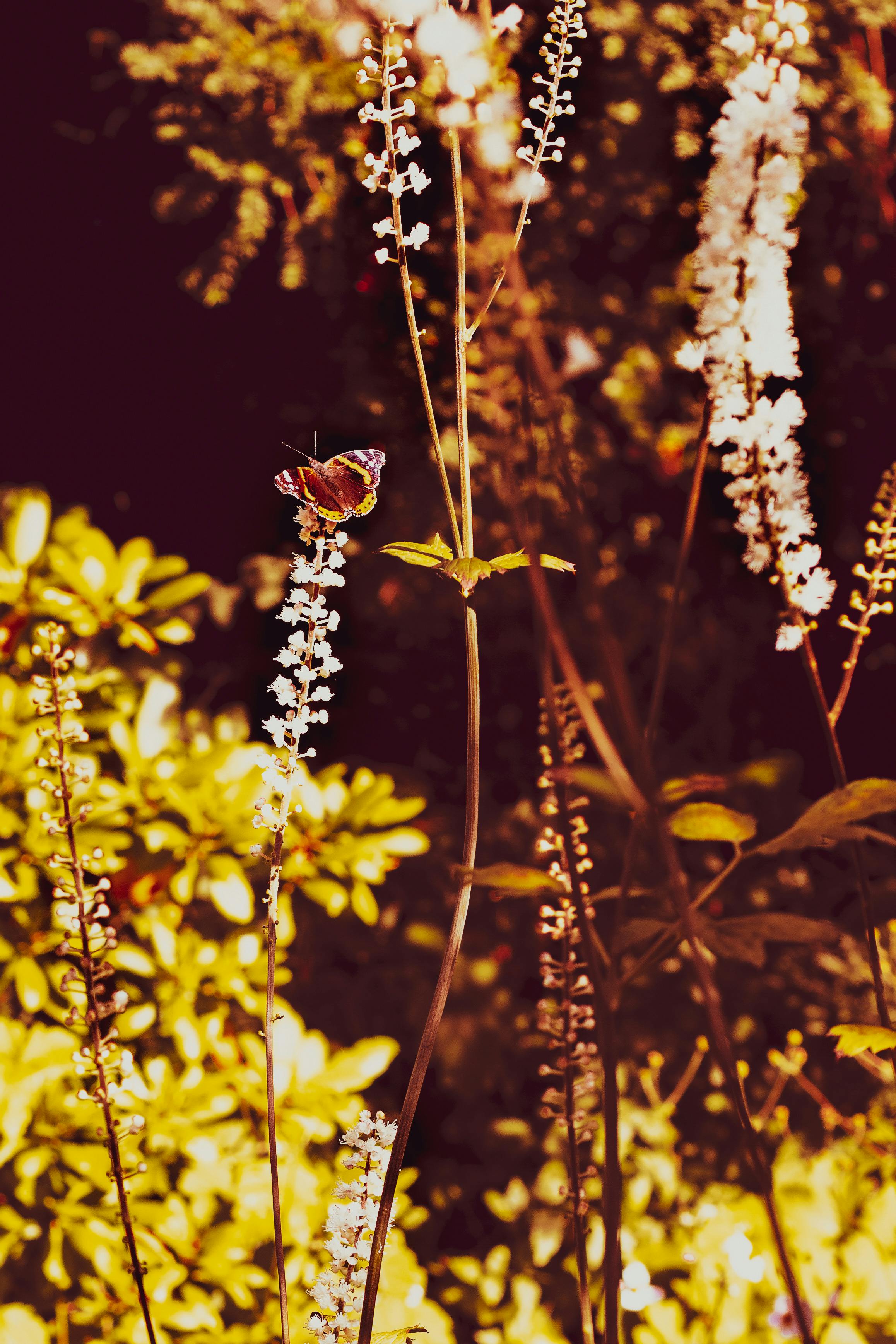 Noxious Insect Photos, Download Free Noxious Insect Stock Photos & HD ...