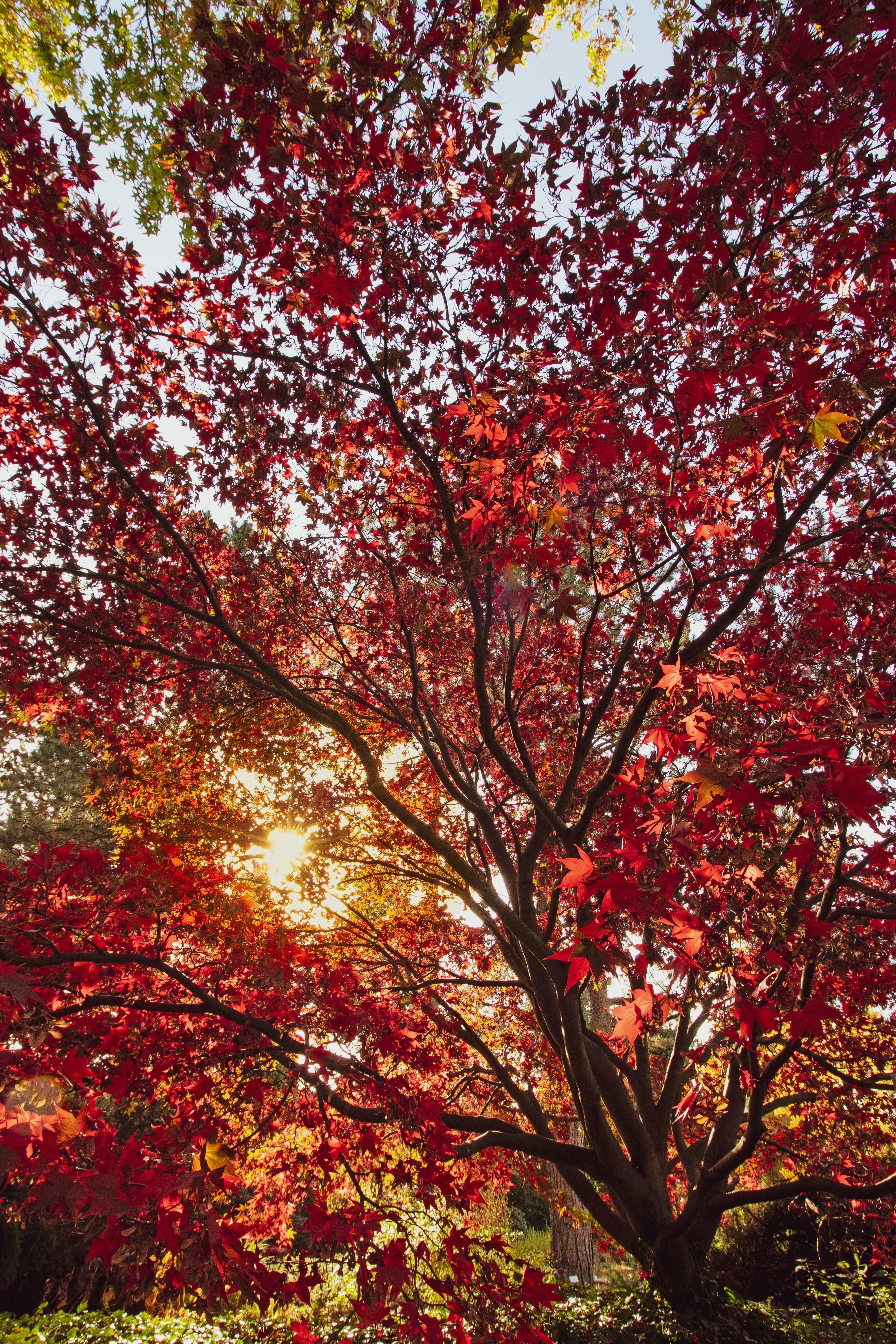 Red Tree During Sunset · Free Stock Photo