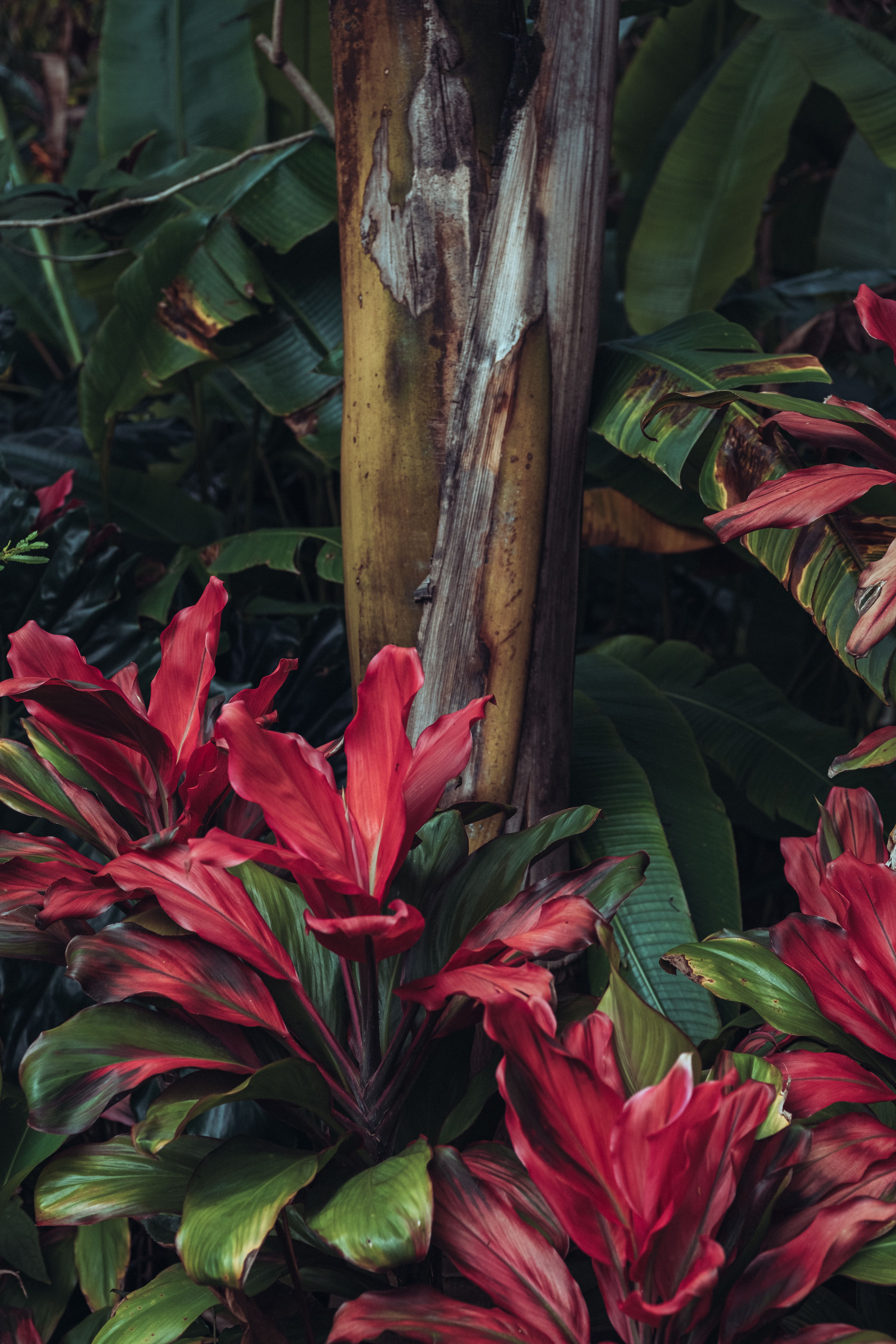 Kostnadsfri bild av blad, blomma, botanisk, botanisk trädgård, buskage ...