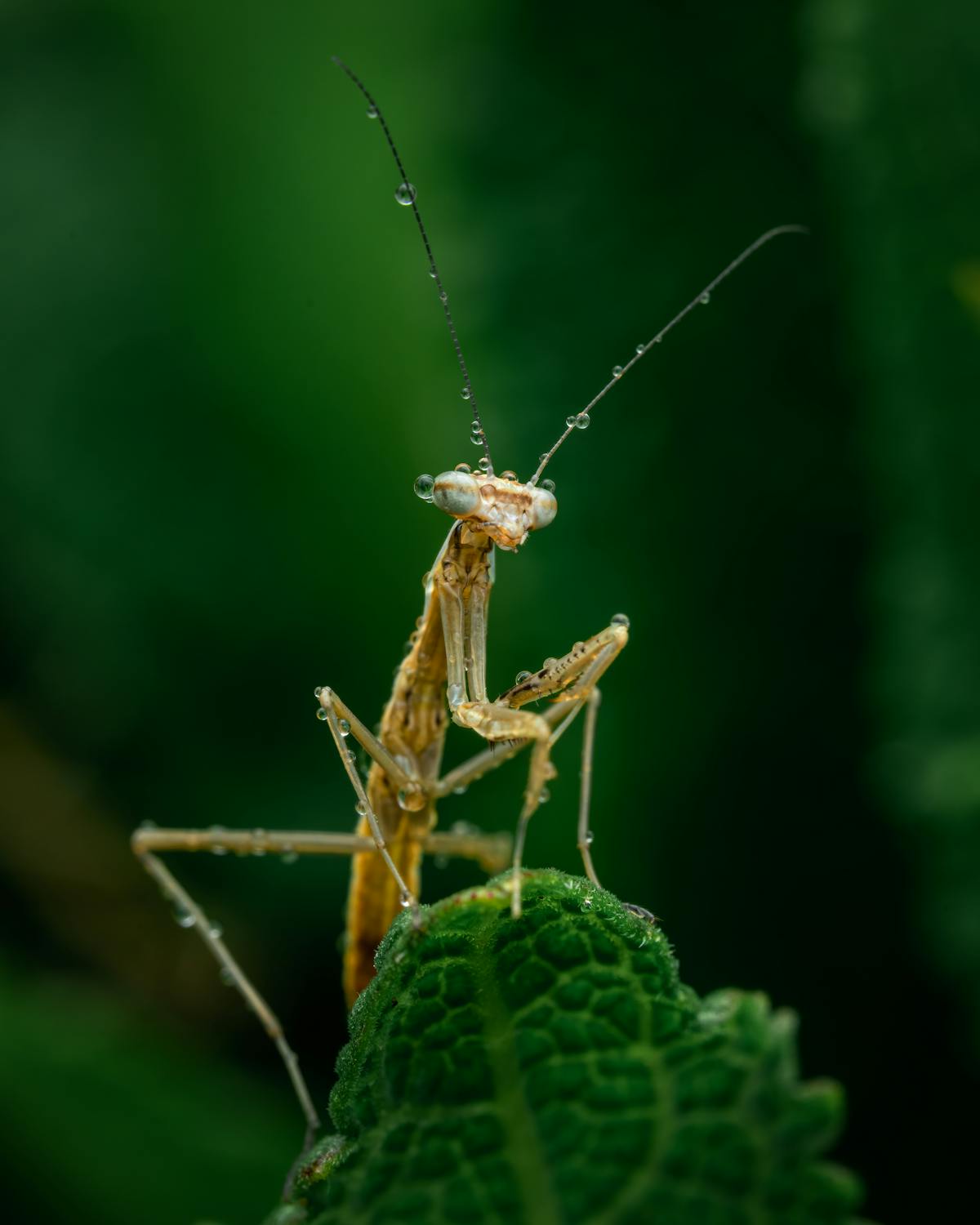 Praying Mantis Photos, Download The BEST Free Praying Mantis Stock ...