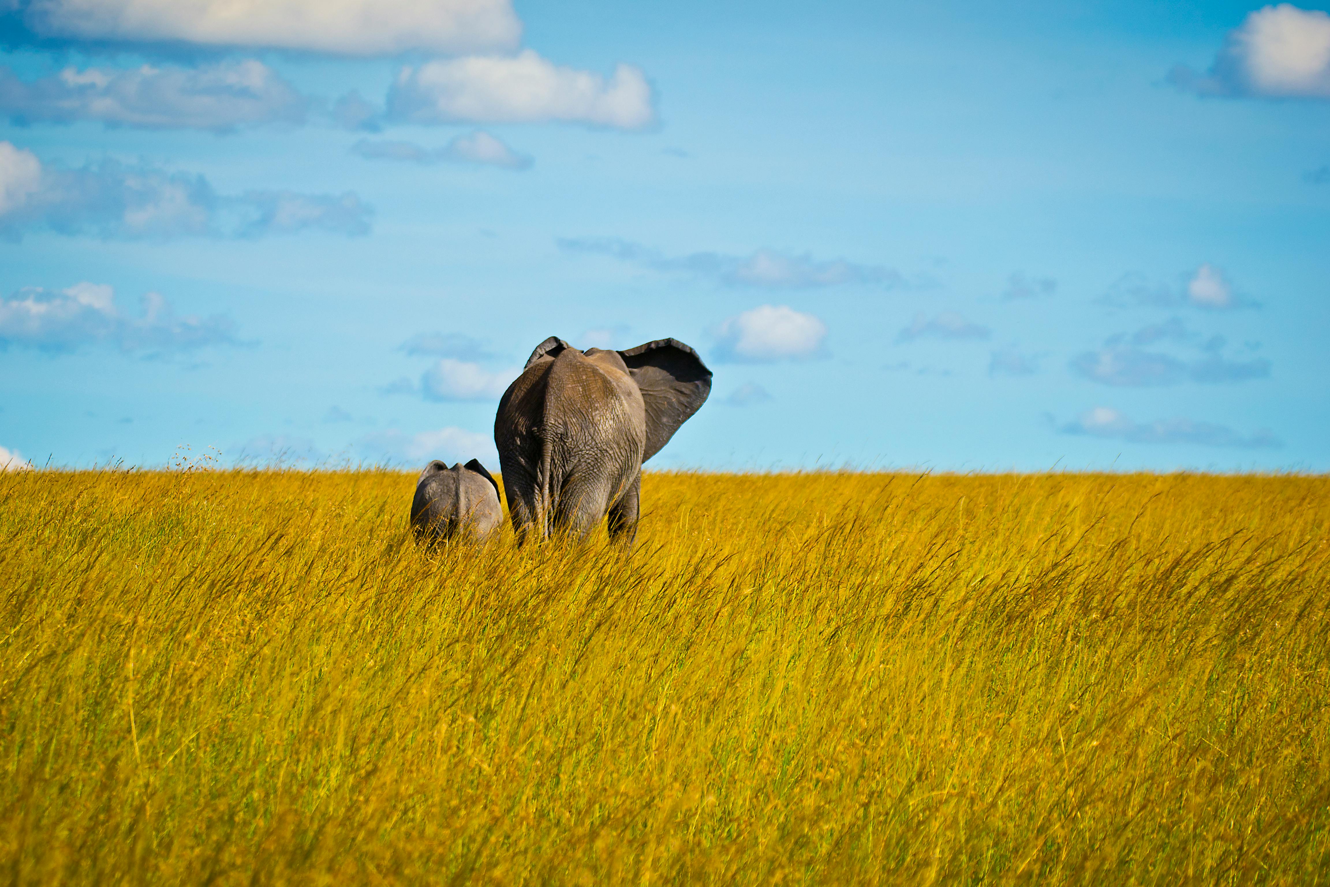 Blue Elephant Photos, Download The BEST Free Blue Elephant Stock Photos ...