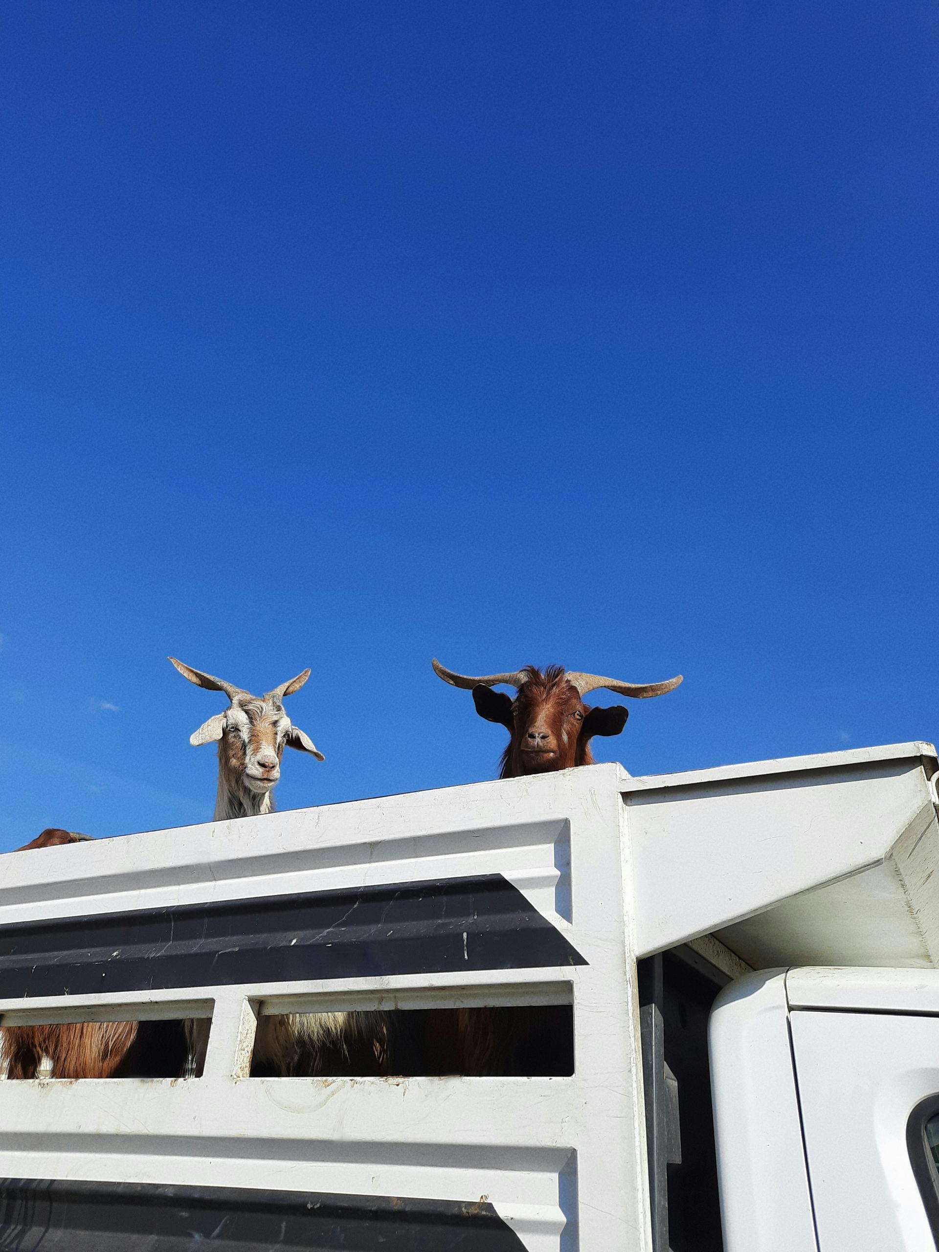 Goats on a Truck for Transportation under Clear Blue Sky · Free Stock Photo