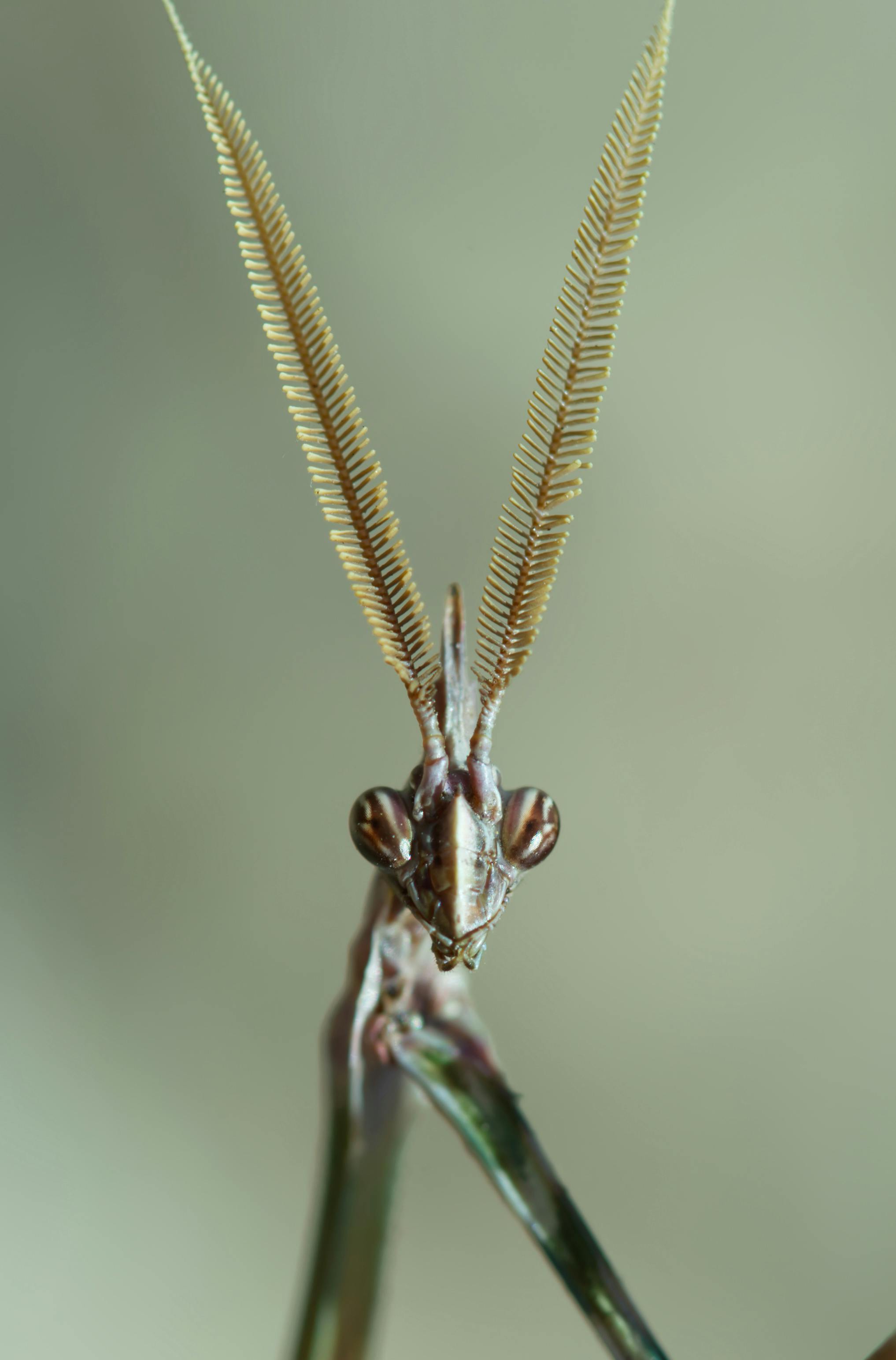 Extreme Close Up of Insect · Free Stock Photo