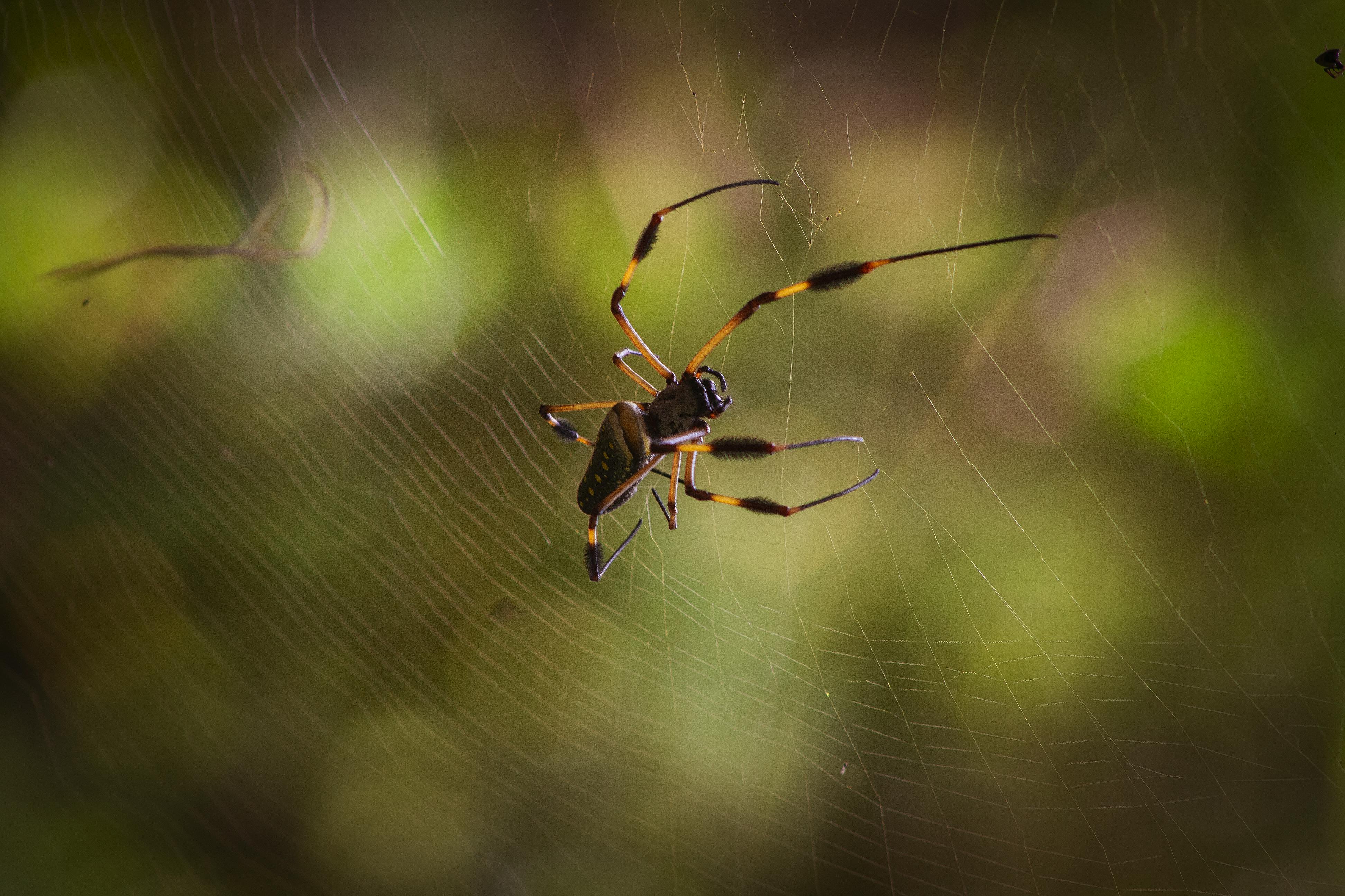 Large Hairy Spider · Free Stock Photo