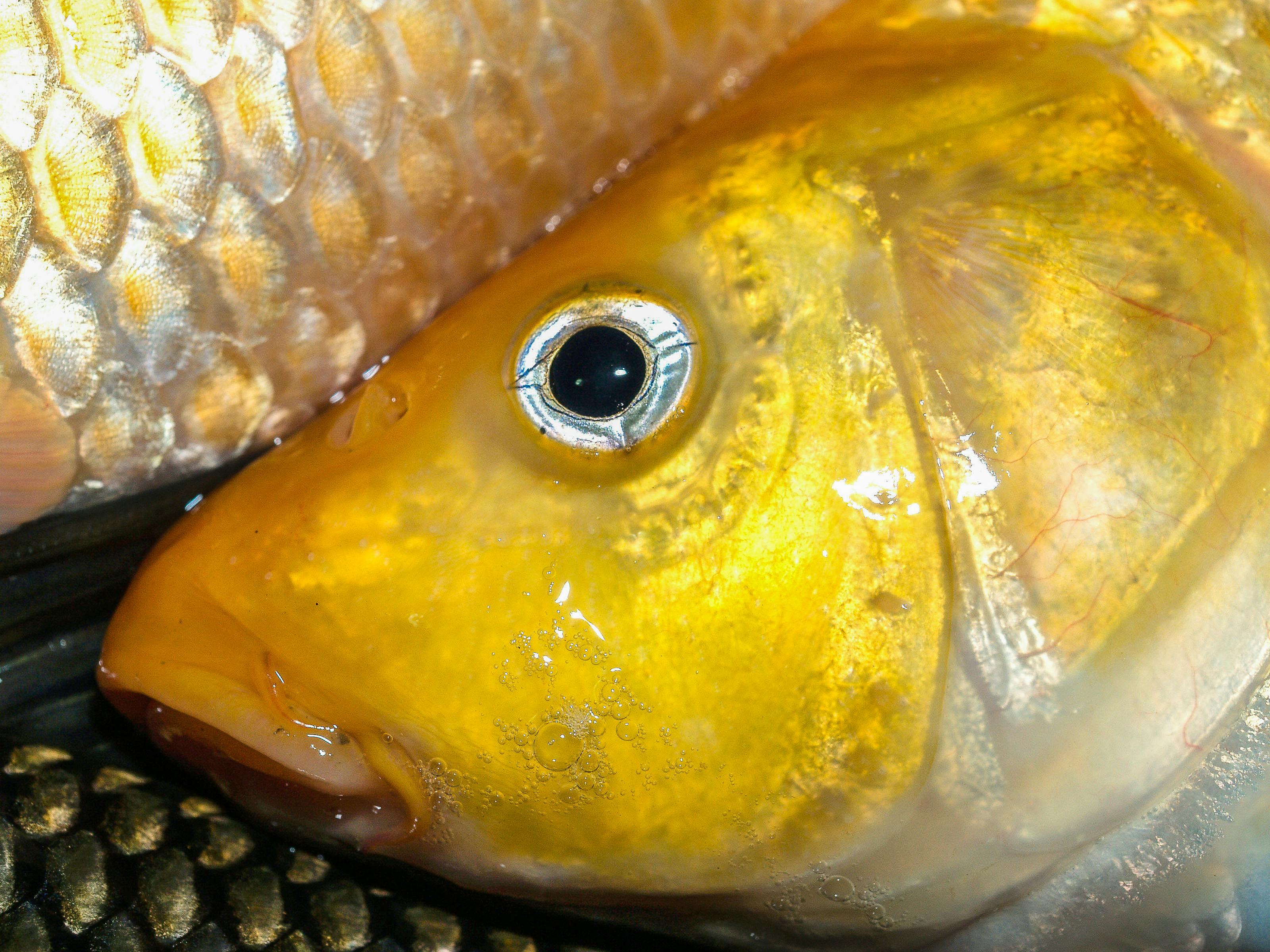 Free stock photo of animal, background, carp