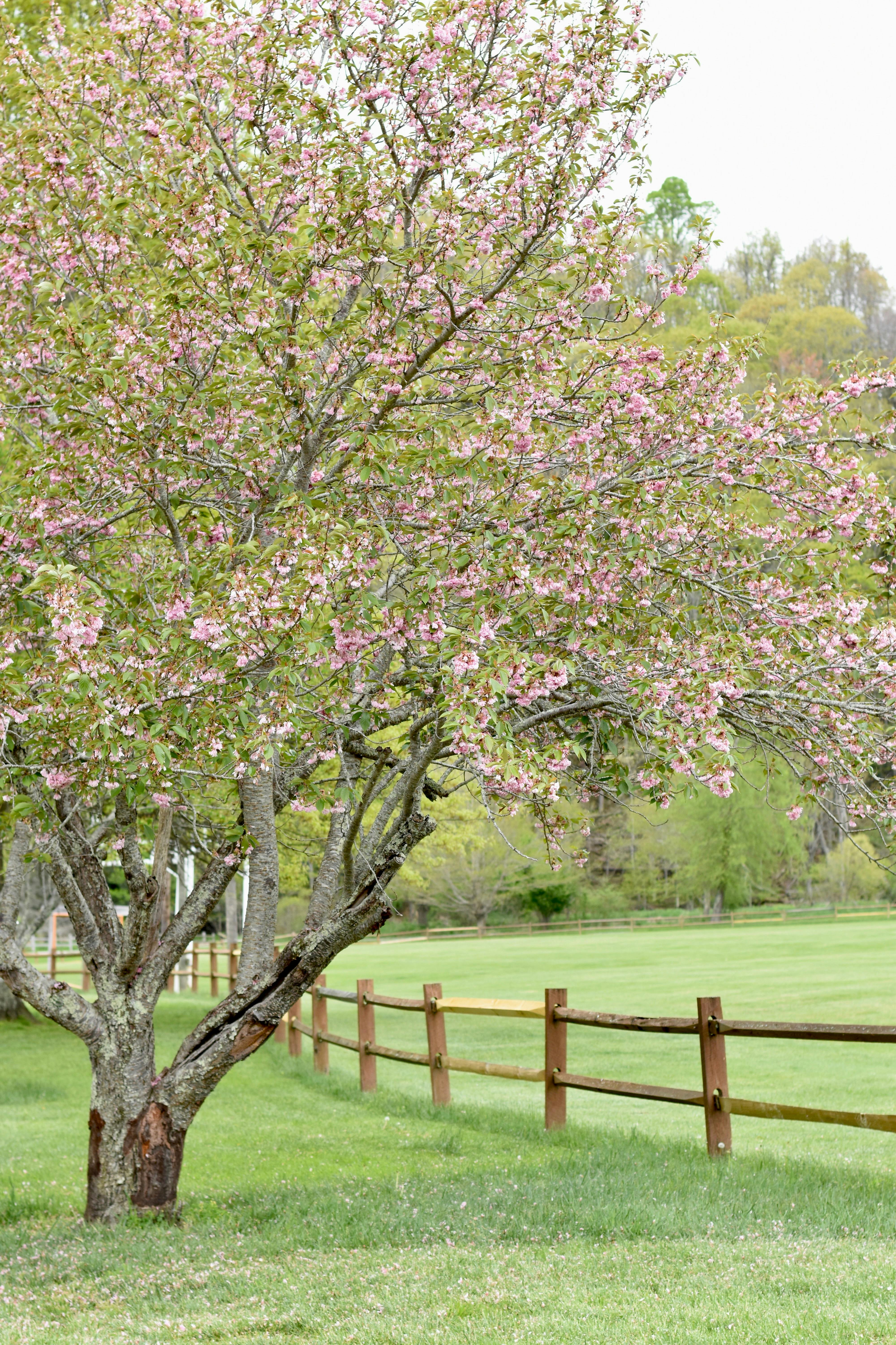 Photo of a Blooming Tree · Free Stock Photo
