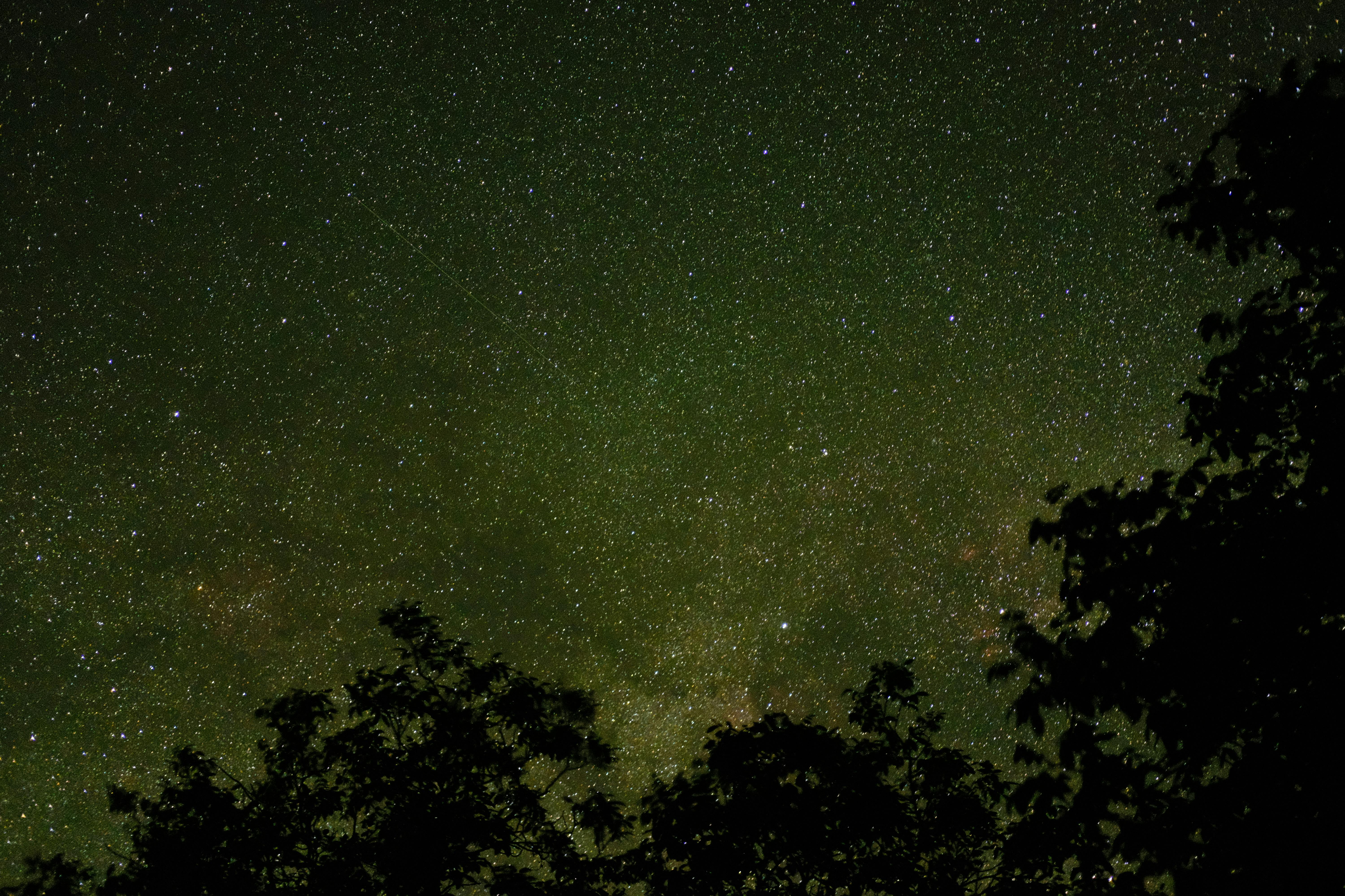 Green Trees during Night Time · Free Stock Photo