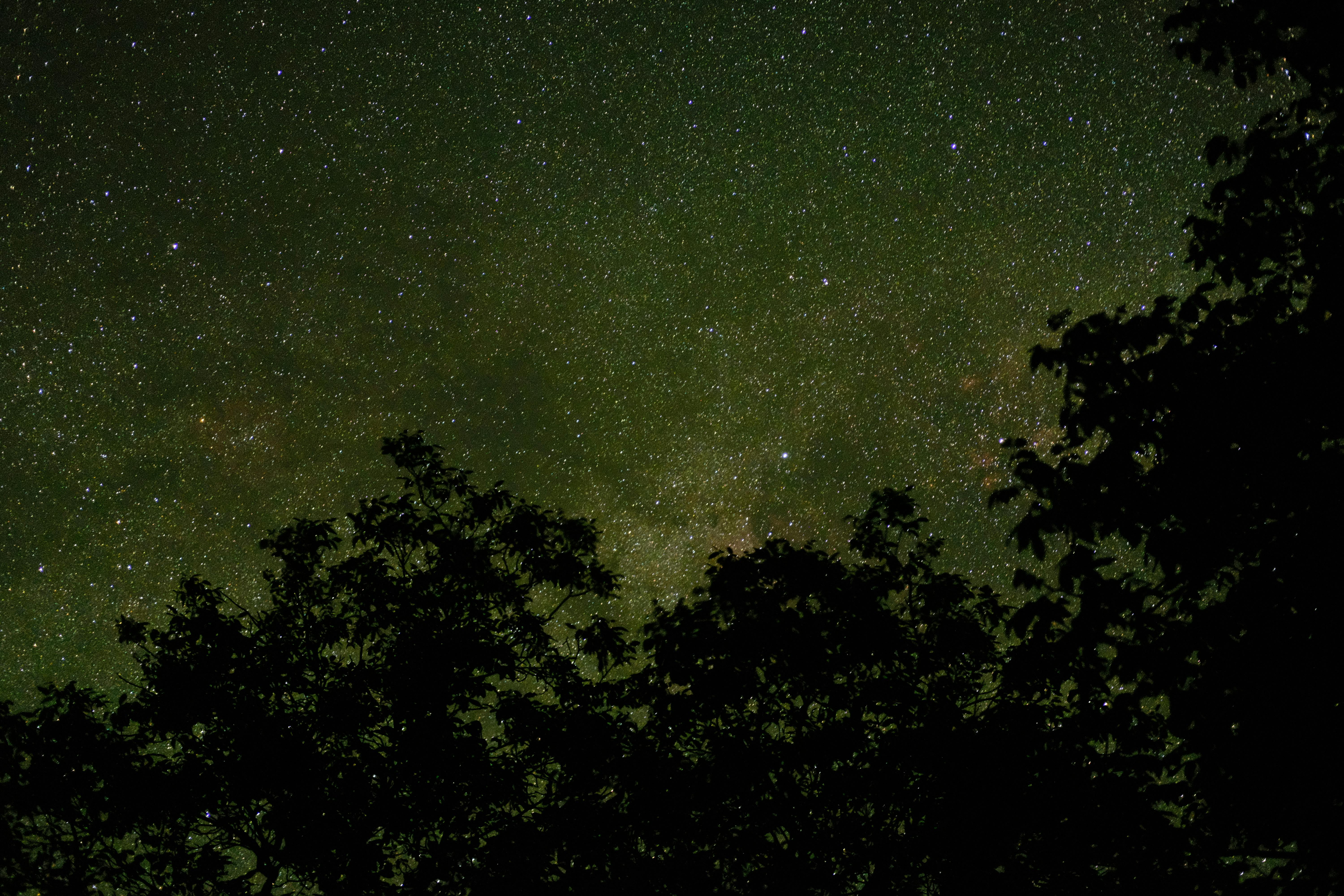 Green Trees during Night Time · Free Stock Photo