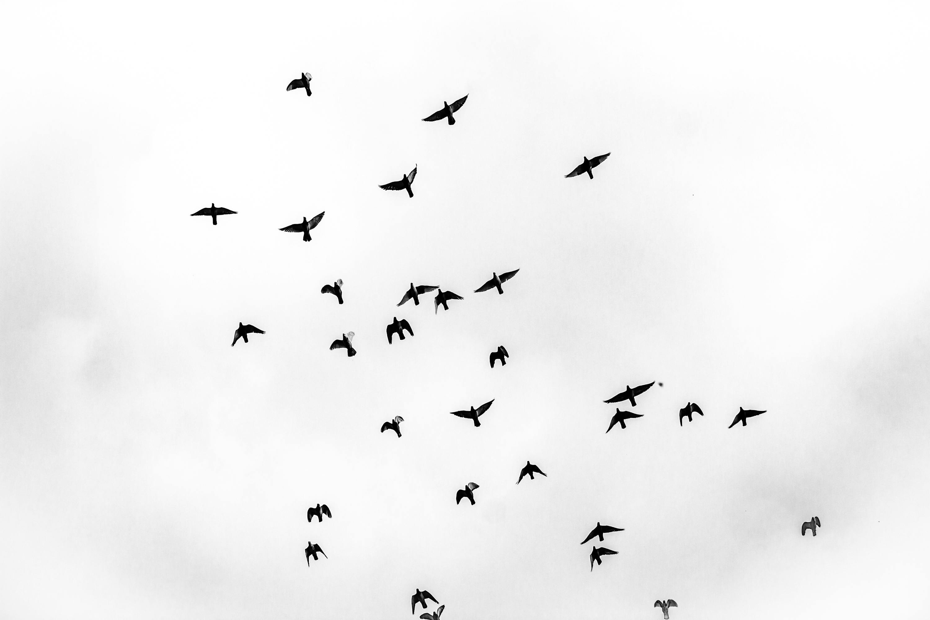 RENDAN CATIPAY - 摄影