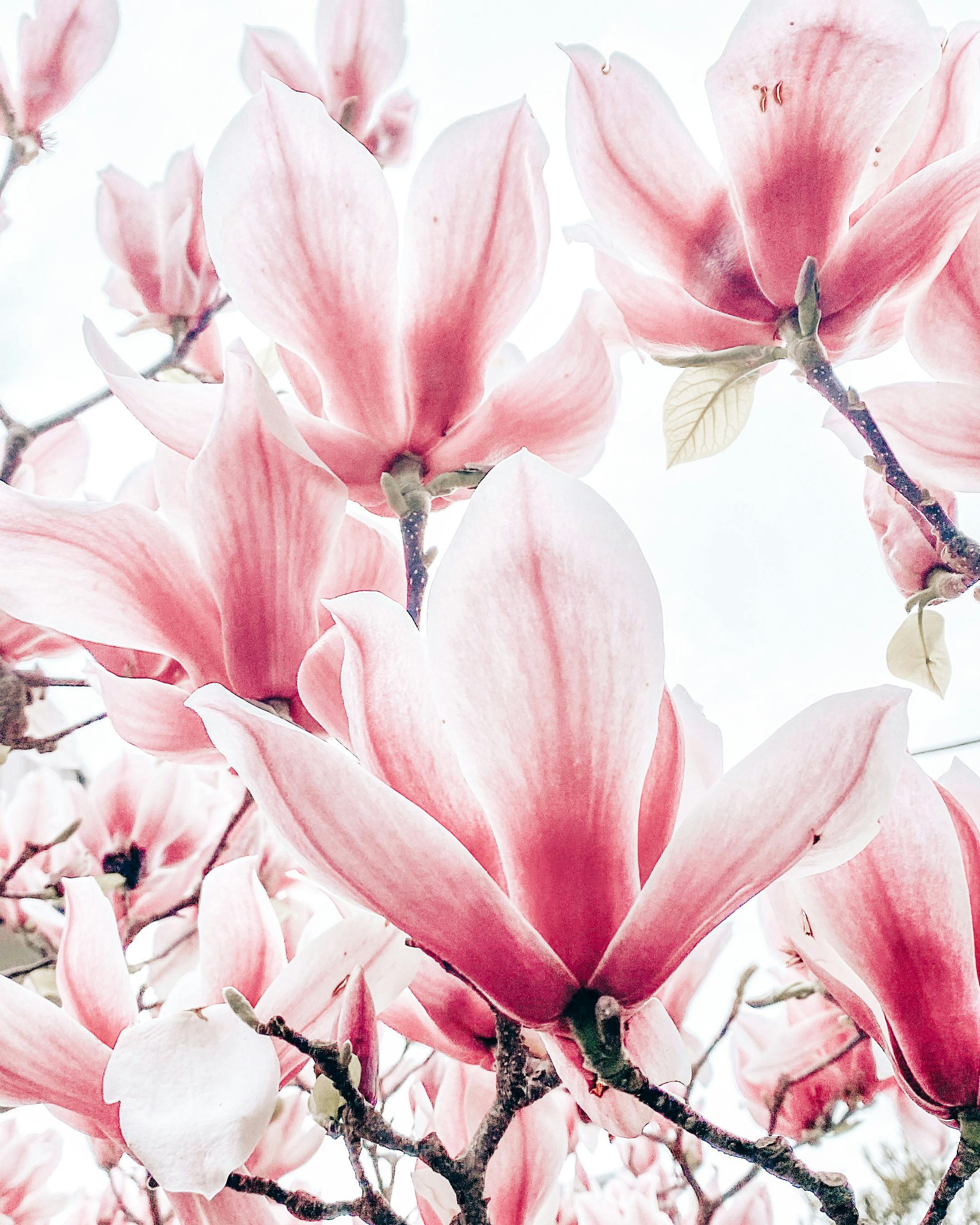 Photograph of Magnolia Flowers in Bloom · Free Stock Photo