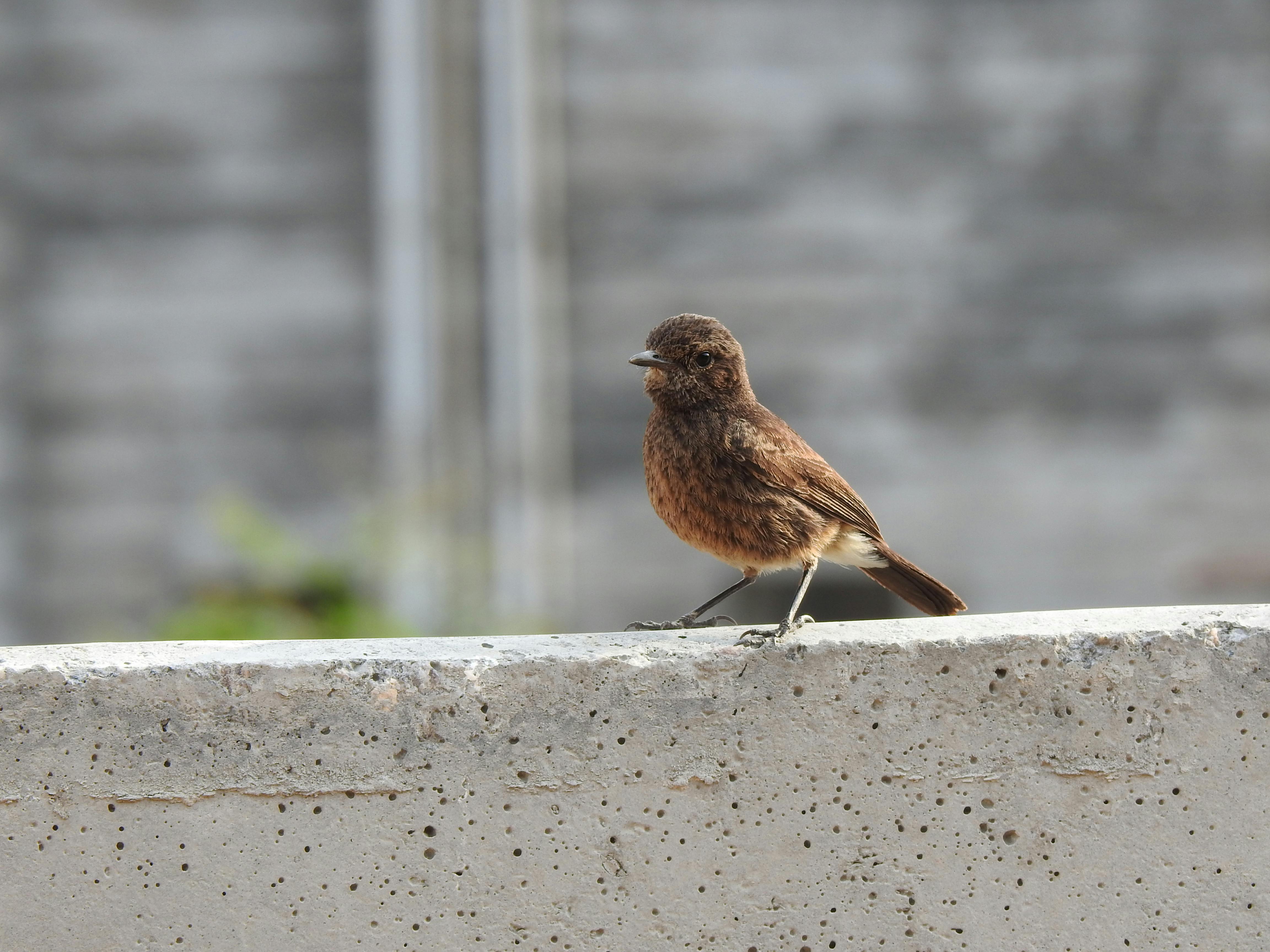 A Brown Rock Chat on a Concrete Surface · Free Stock Photo