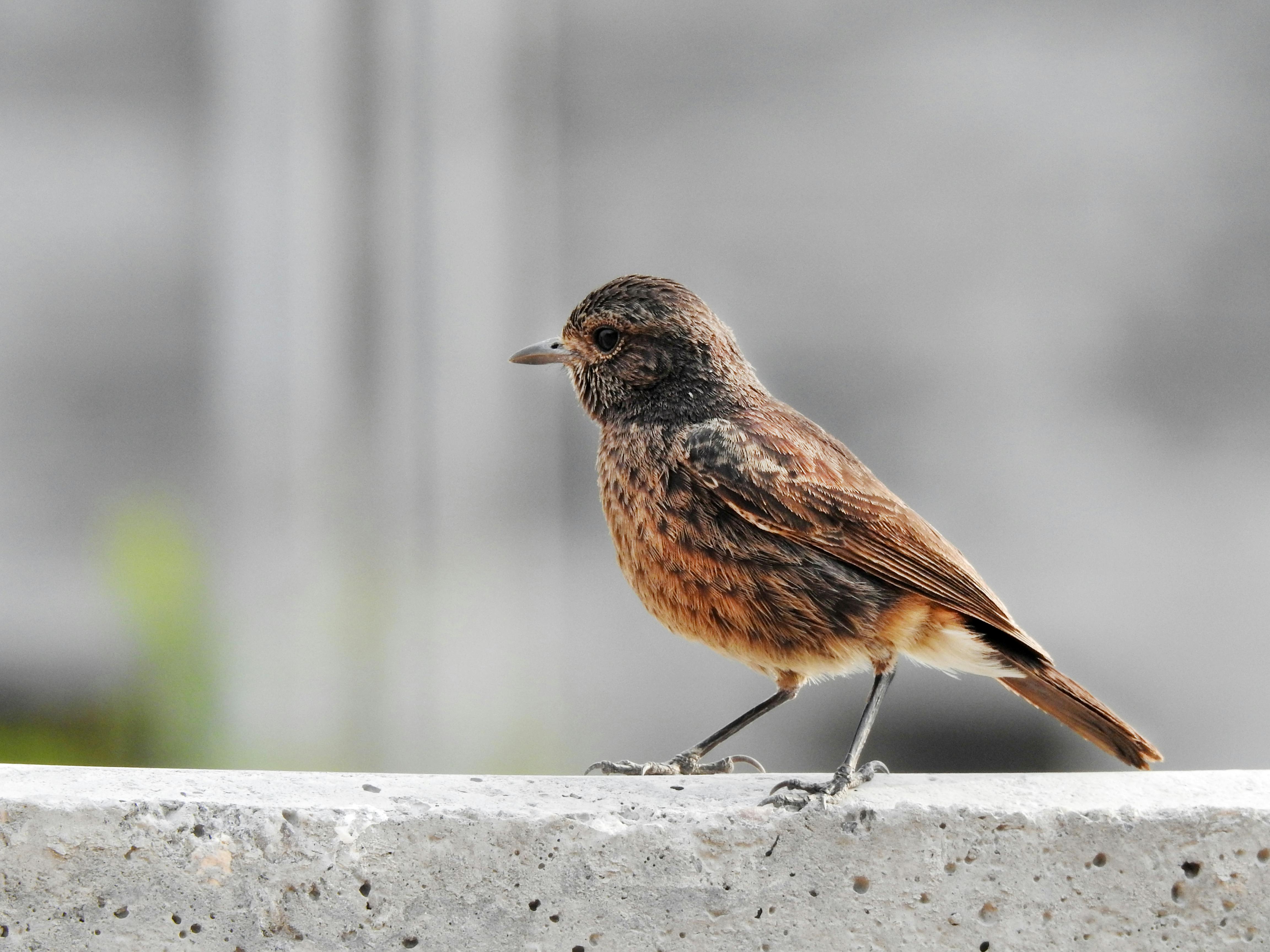 Front View Bird Photos, Download The BEST Free Front View Bird Stock ...