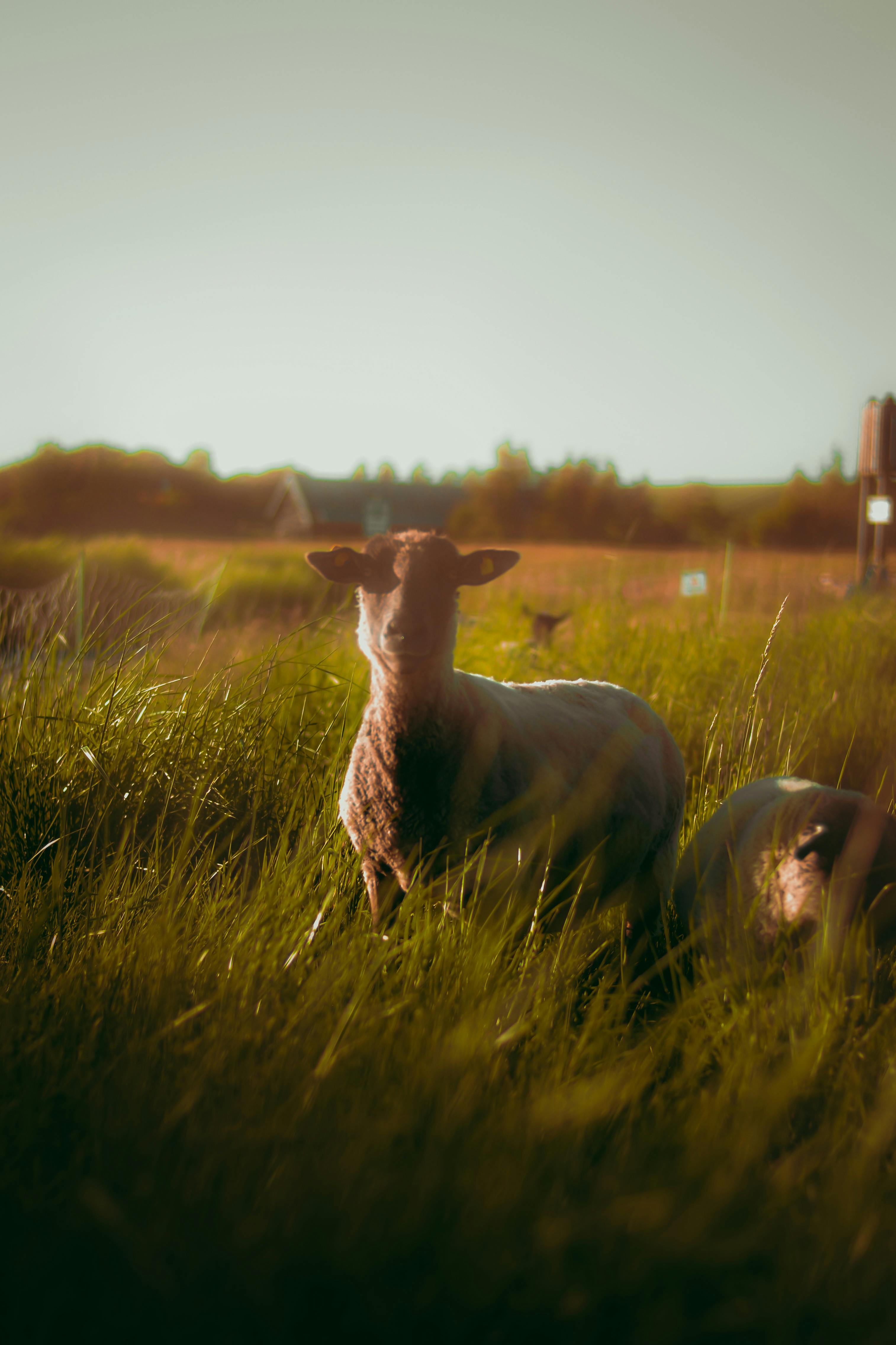 Two Animals on Field during Sunset · Free Stock Photo