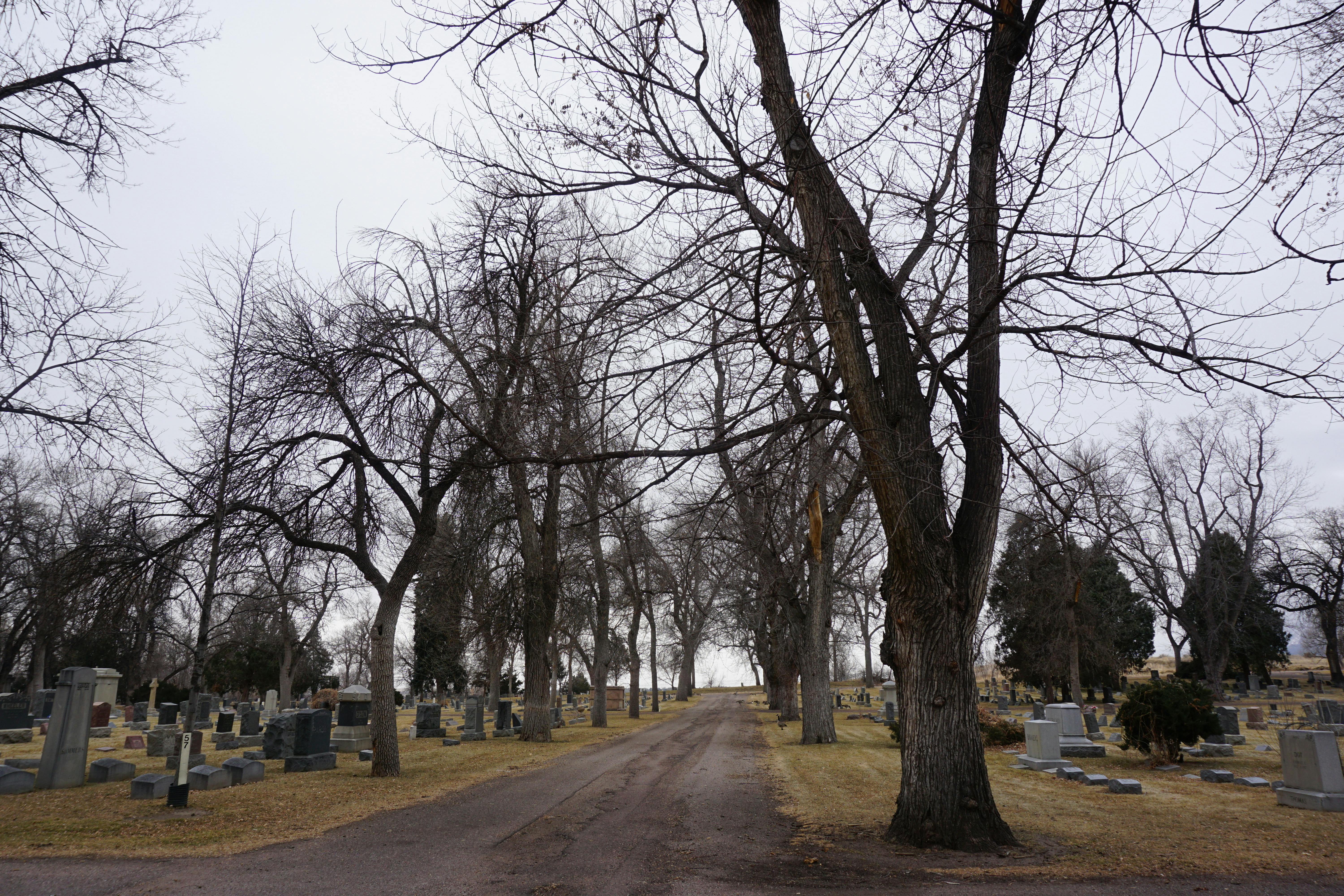 Cemetery with Bare Trees · Free Stock Photo