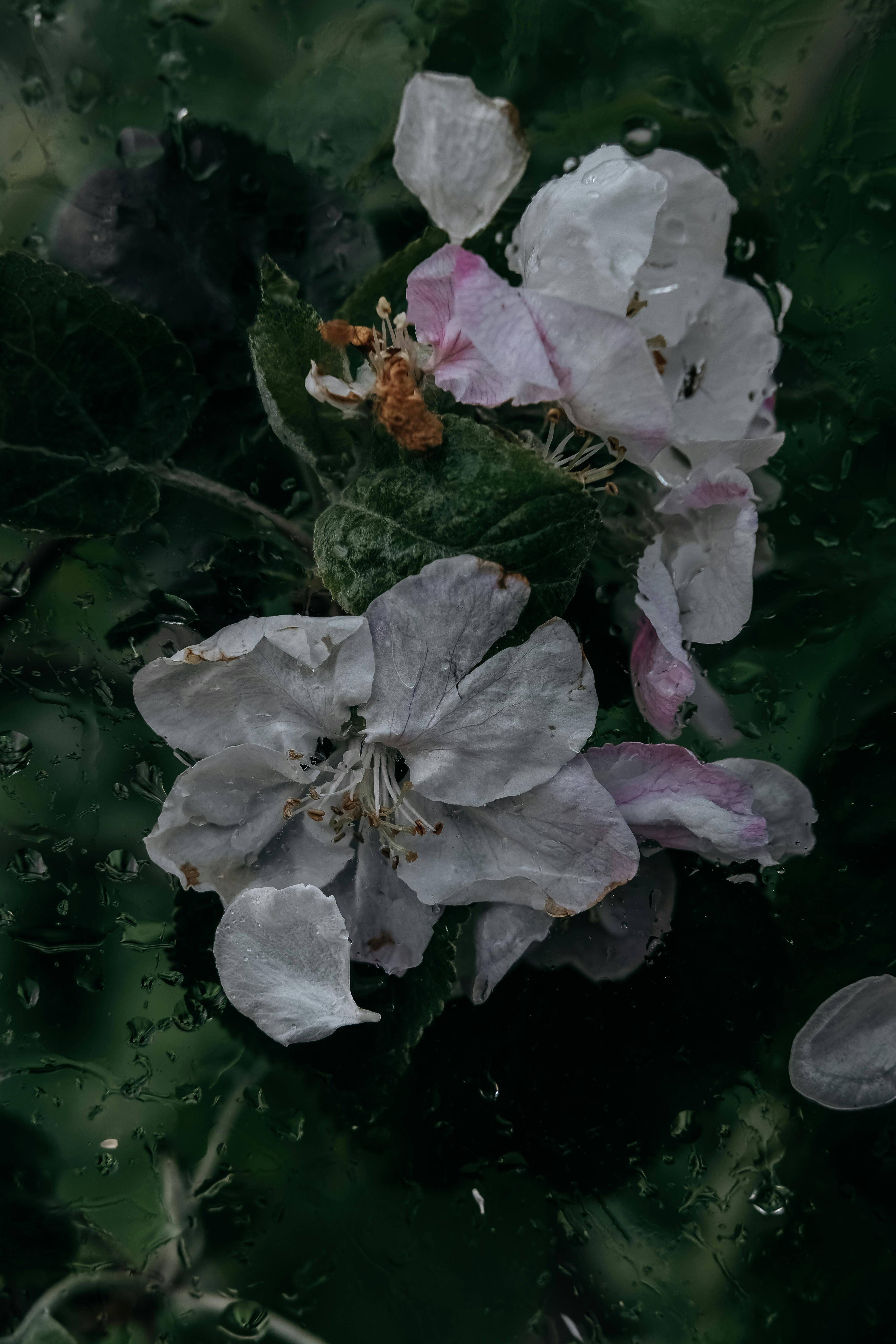 Photograph of Flowers Through Glass · Free Stock Photo