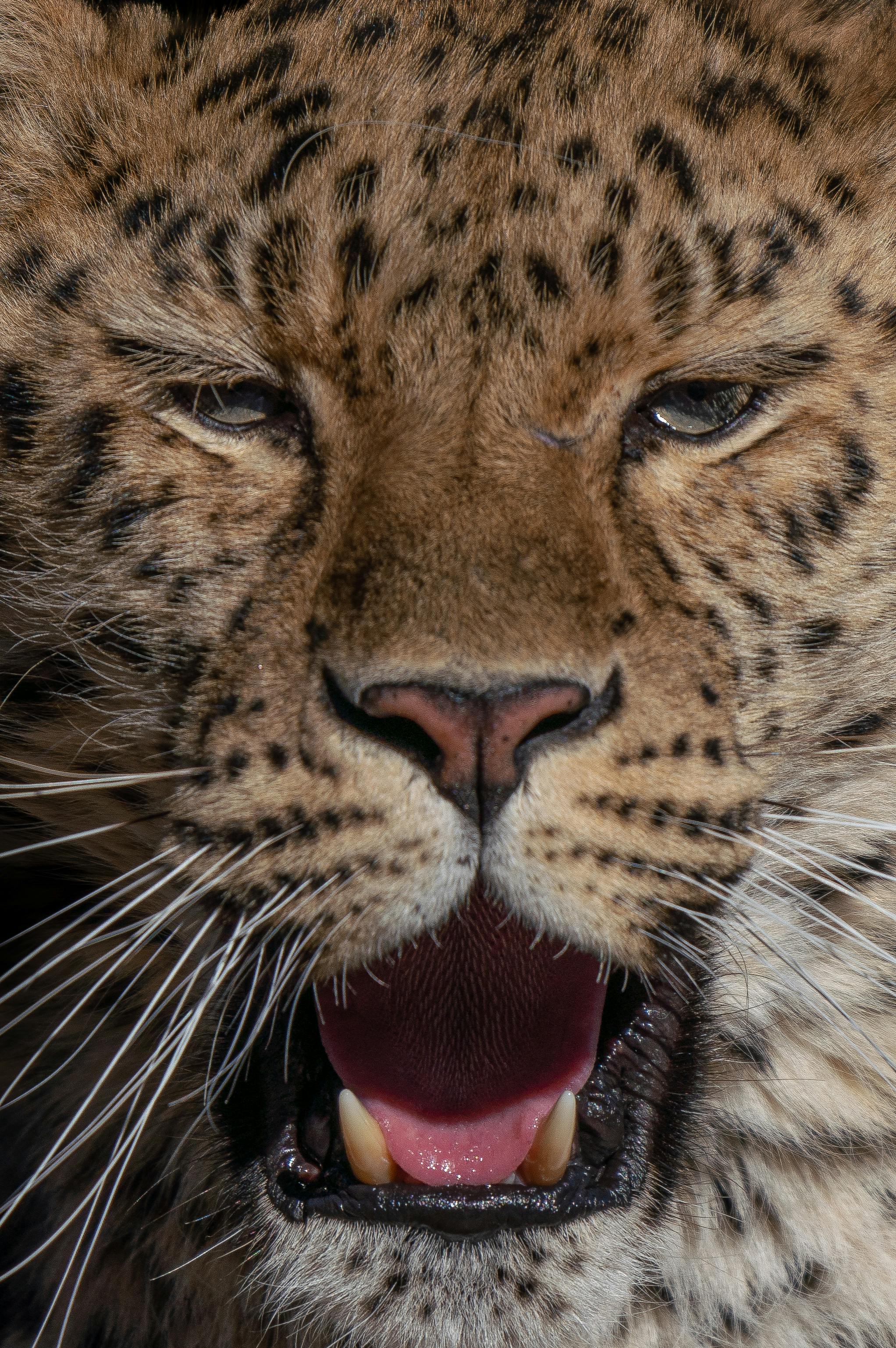 Close-Up Shot of a Leopard · Free Stock Photo
