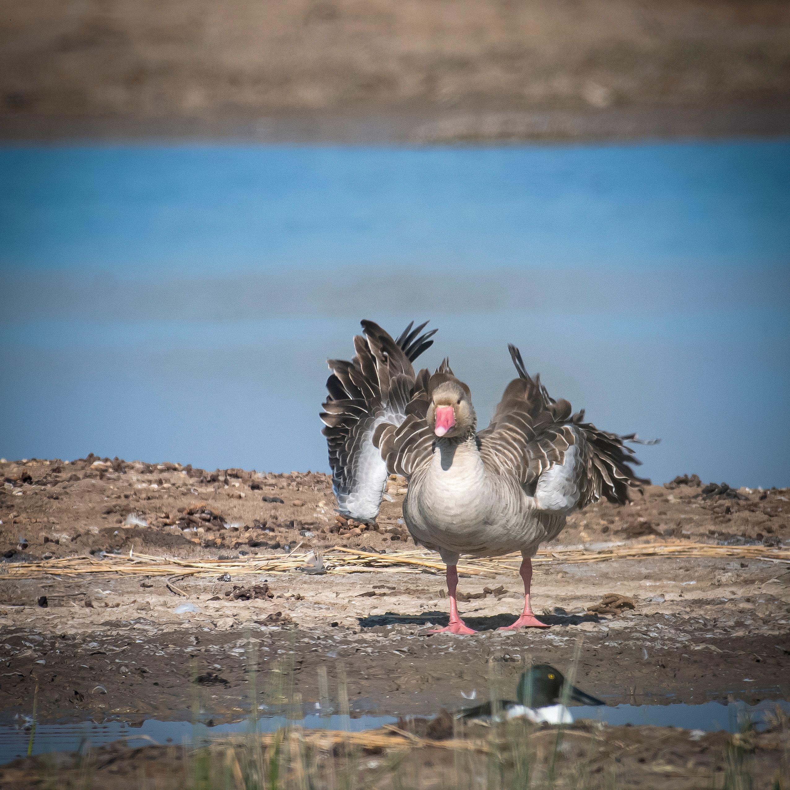 Photo of a Goose Near a Puddle · Free Stock Photo