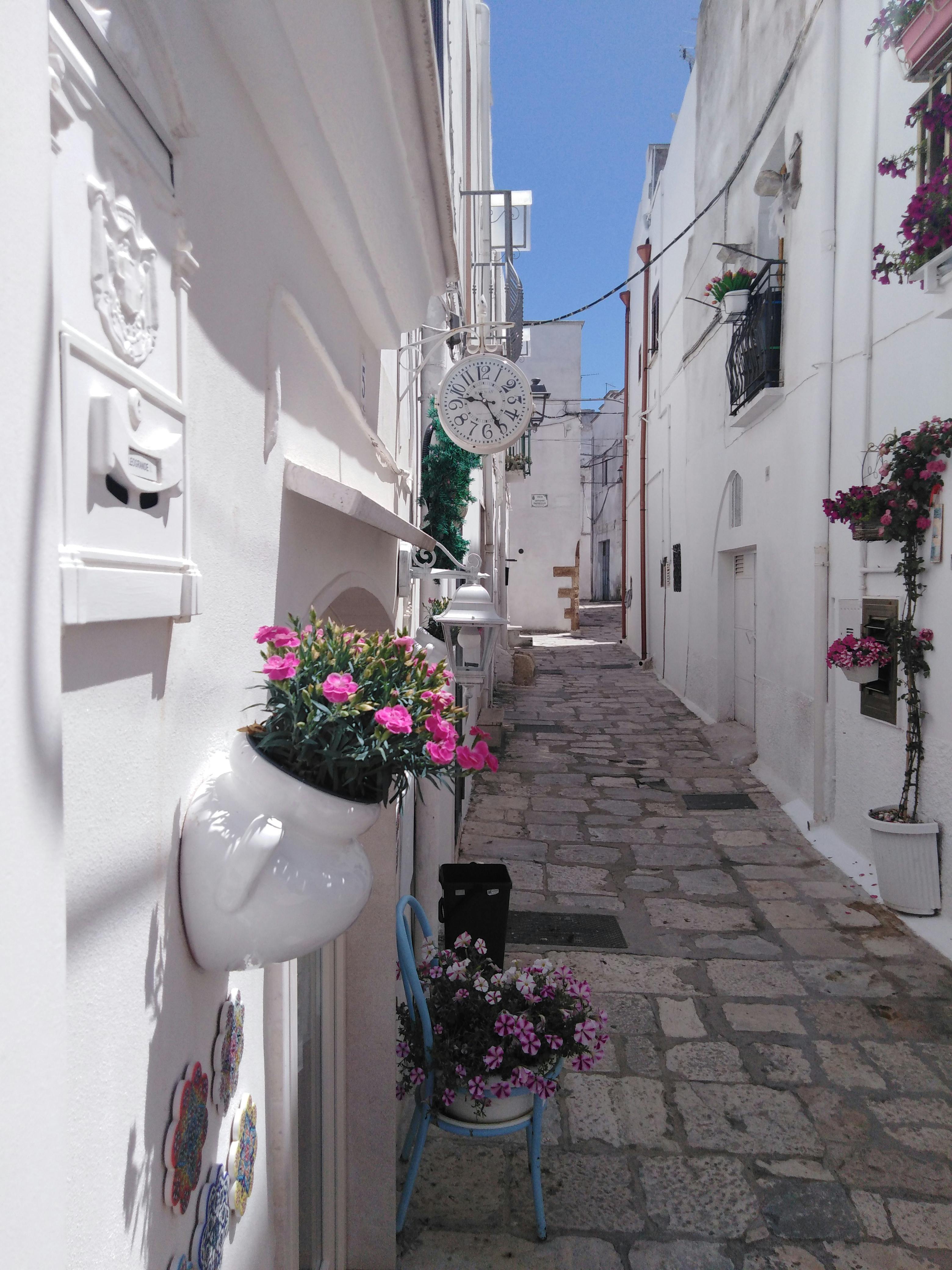 Potted Plants in Alley · Free Stock Photo